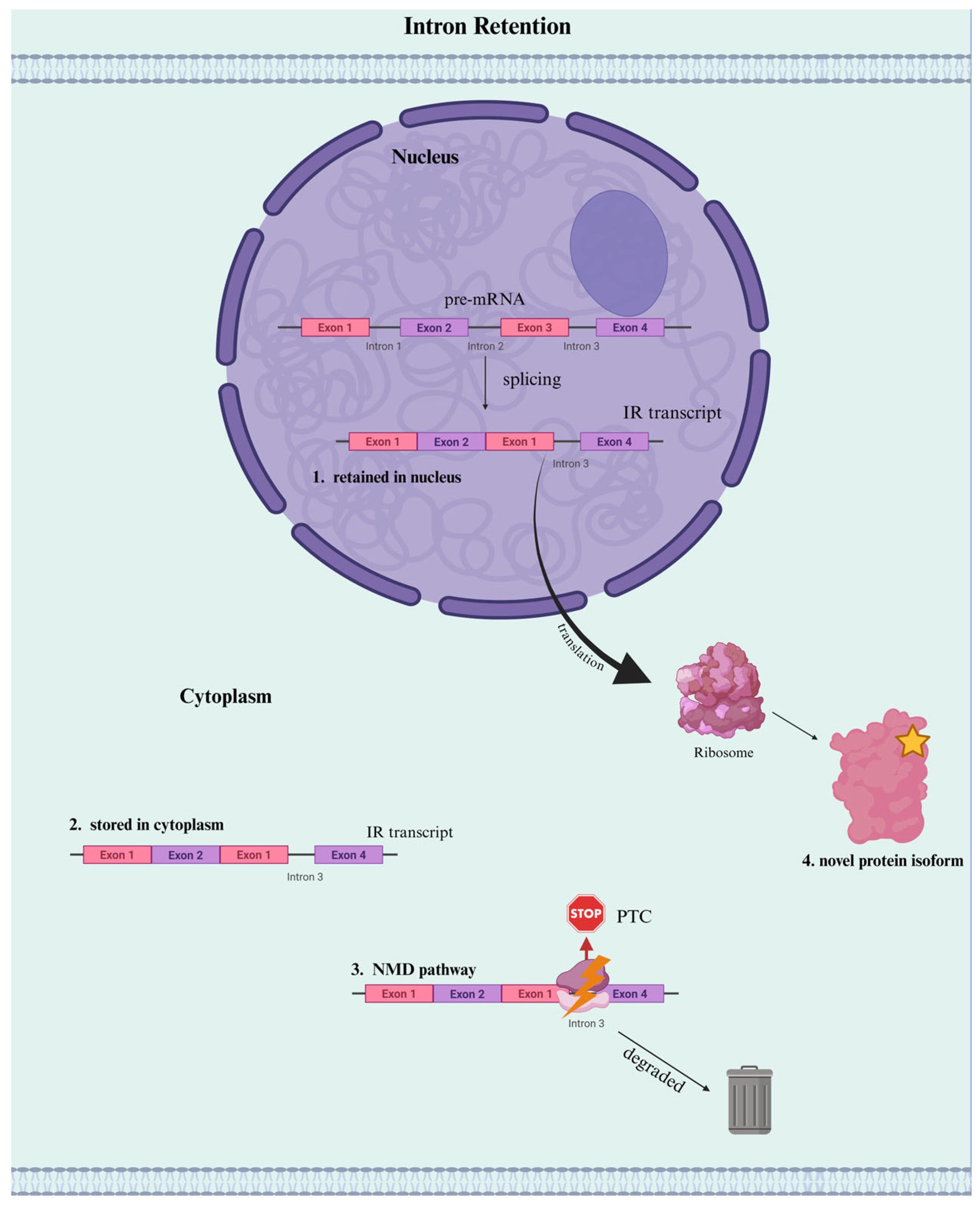 Intron Retention: A Reemerging Paradigm in RNA Biology and Post ...