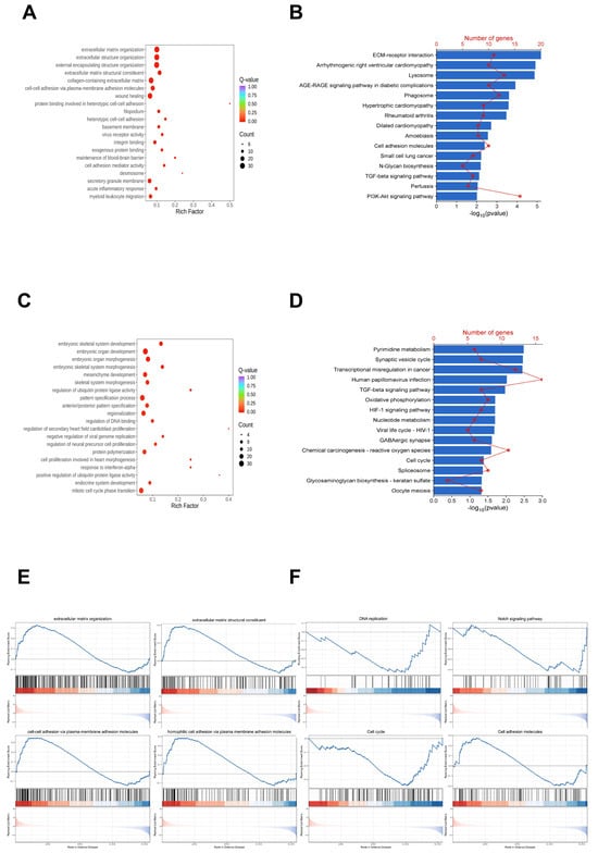 FOXM1 Maintains Homeostasis and Self-Renewal in Wharton’s Jelly ...