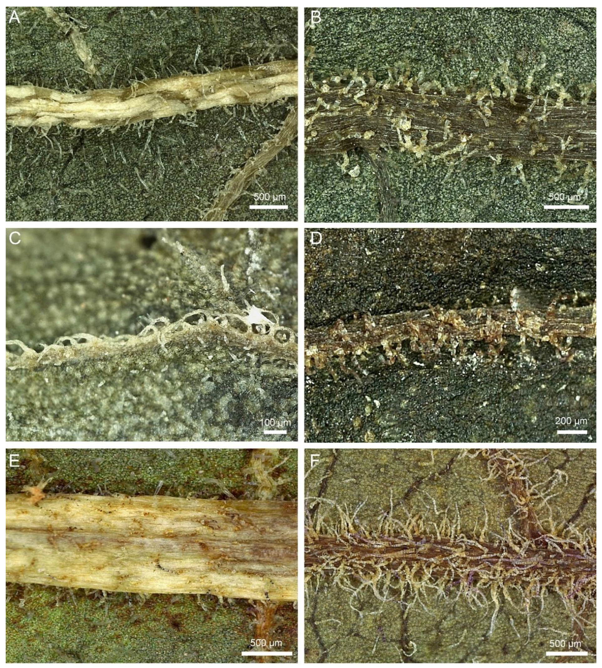 Trichomes’ Micromorphology and Their Evolution in Selected Species of ...