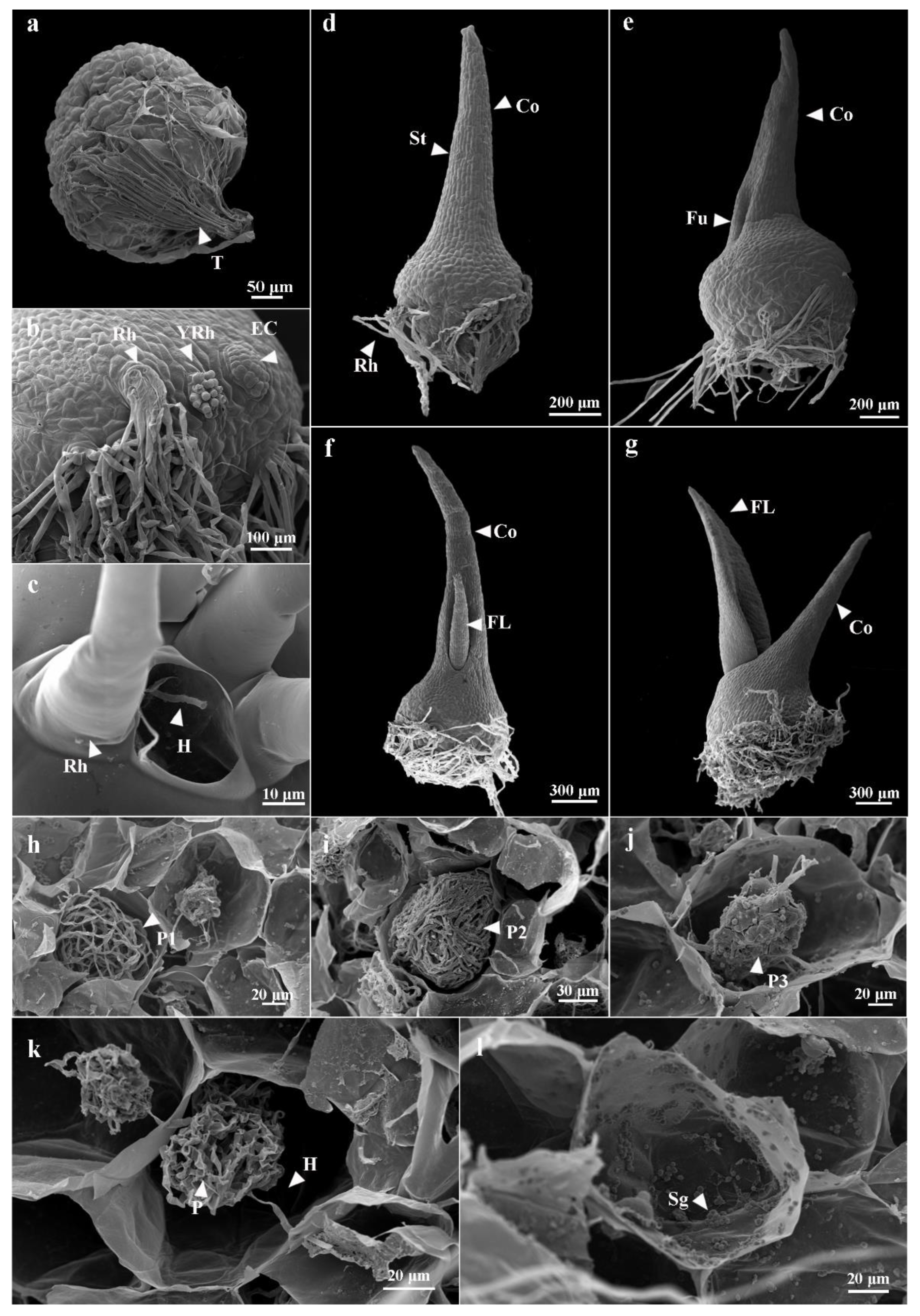 Morphogenesis Changes in Protocorm Development during Symbiotic Seed ...