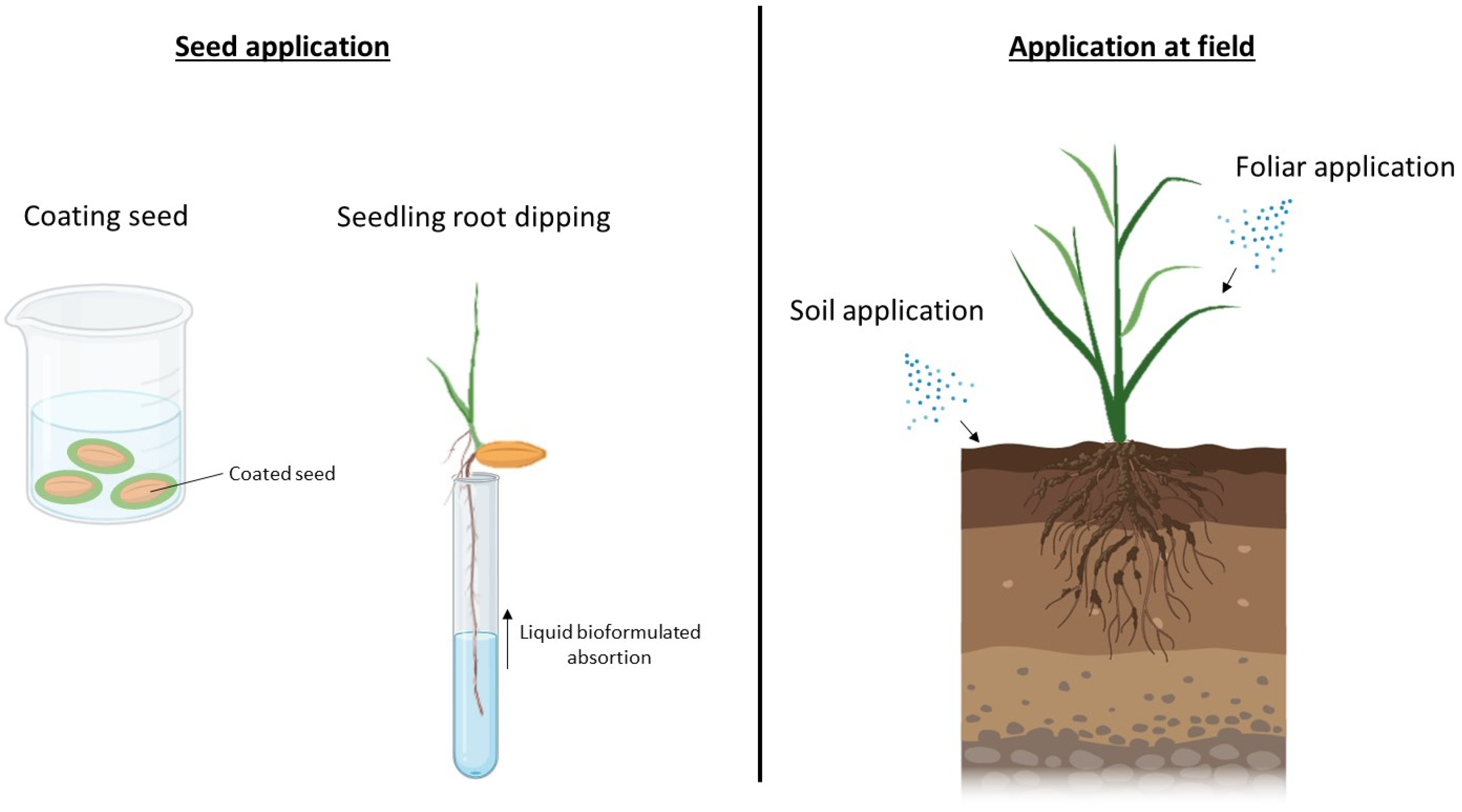 From Lab to Field: Biofertilizers in the 21st Century | MDPI