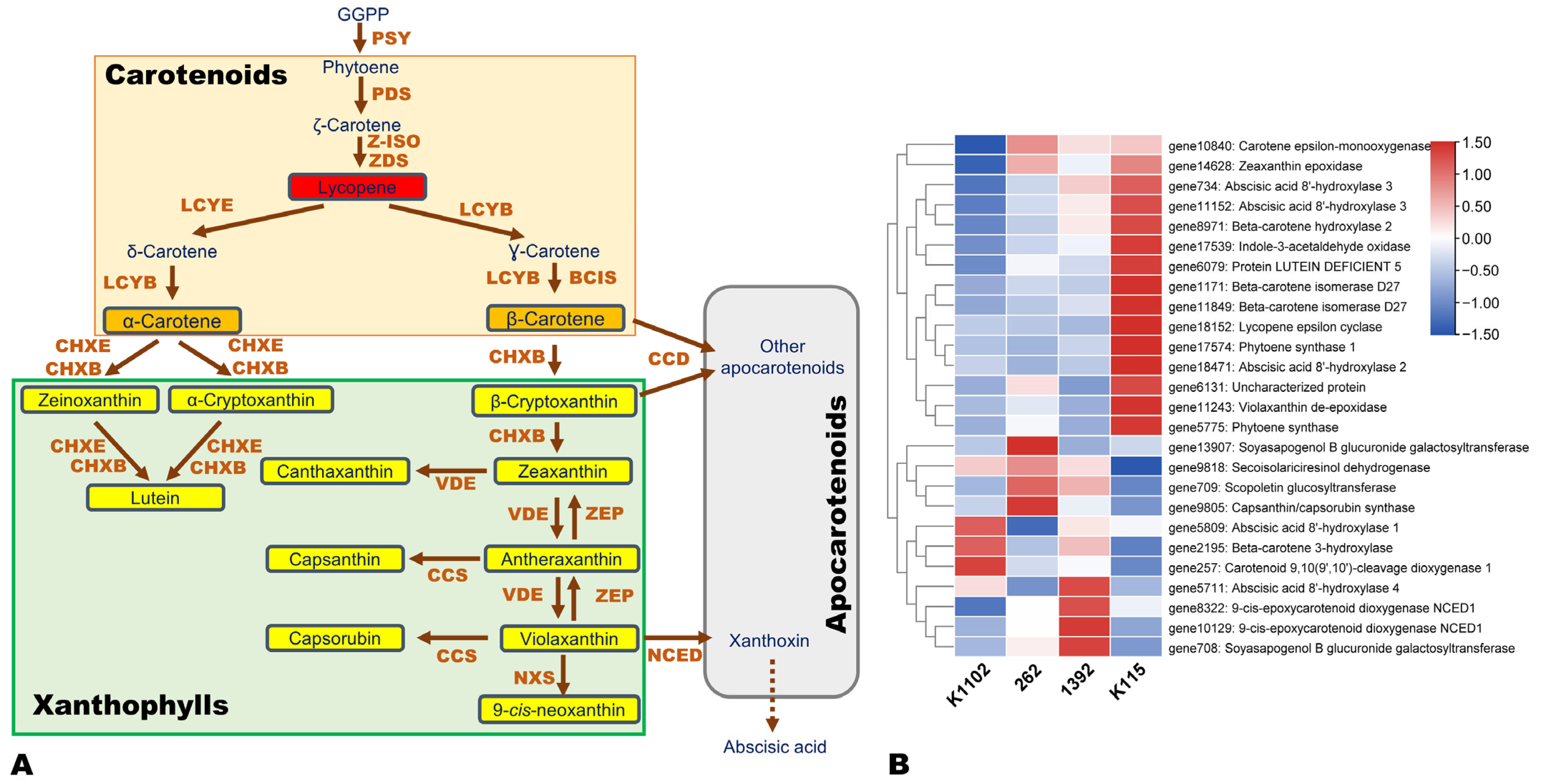 Integrative Metabolome and Transcriptome Analyses Reveal the Pericarp ...