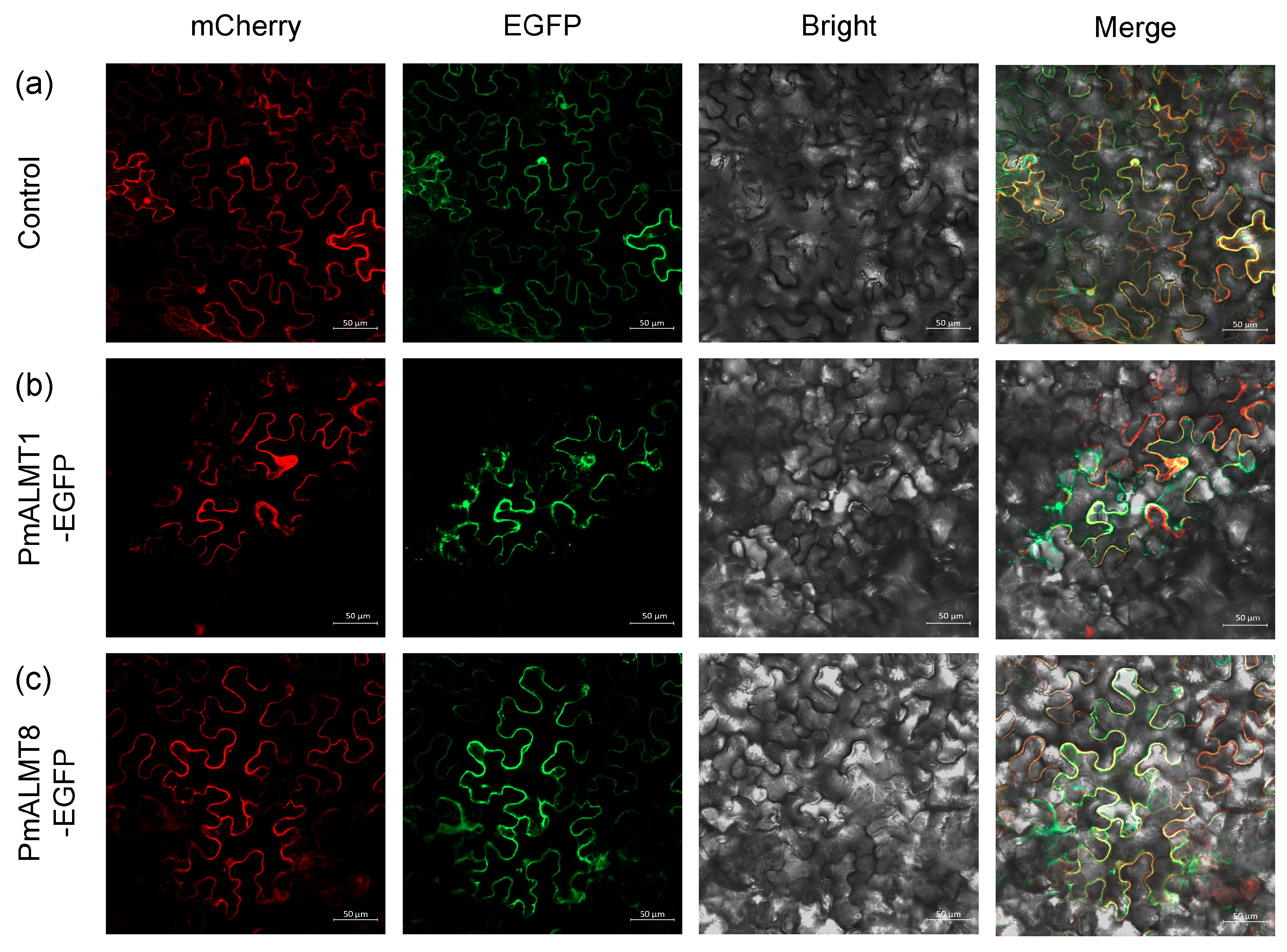 Genome-Wide Identification of the ALMT Gene Family in Nine Rosaceae ...