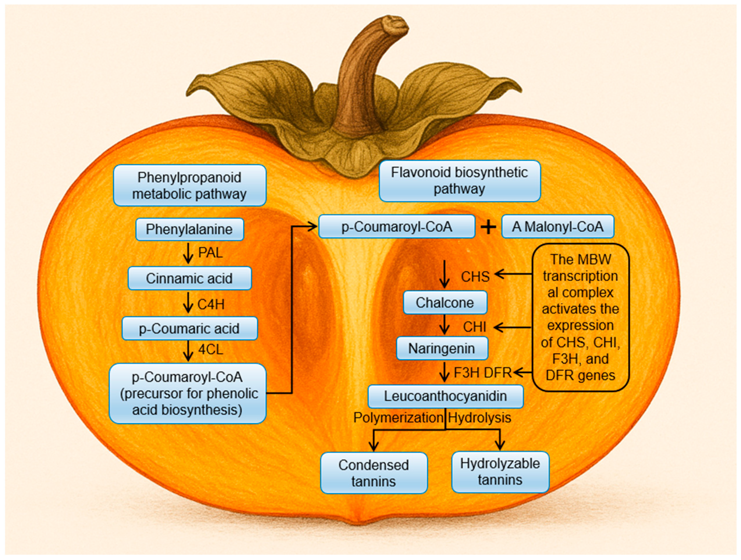 Fruit Astringency: Mechanisms, Technologies, and Future Directions | MDPI