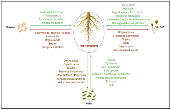 Exploring the Role of Root Exudates in Shaping Plant–Soil–Microbe ...