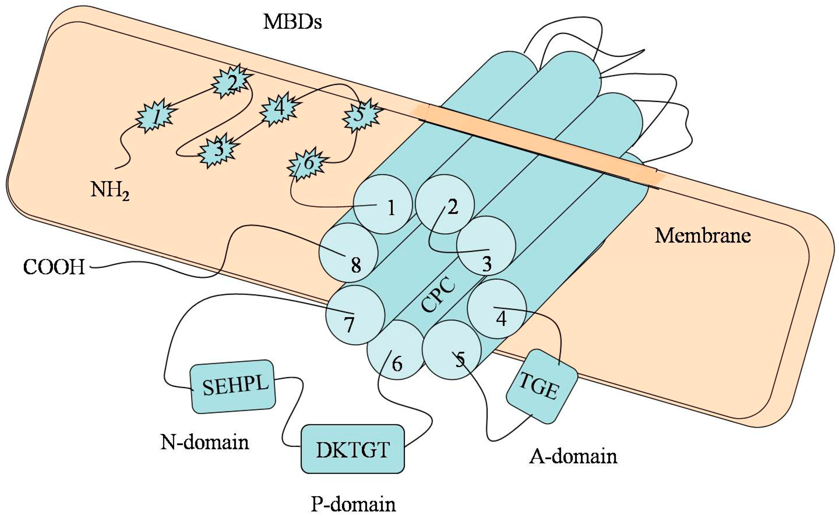 Wilson’s Disease: A Comprehensive Review of the Molecular Mechanisms | MDPI