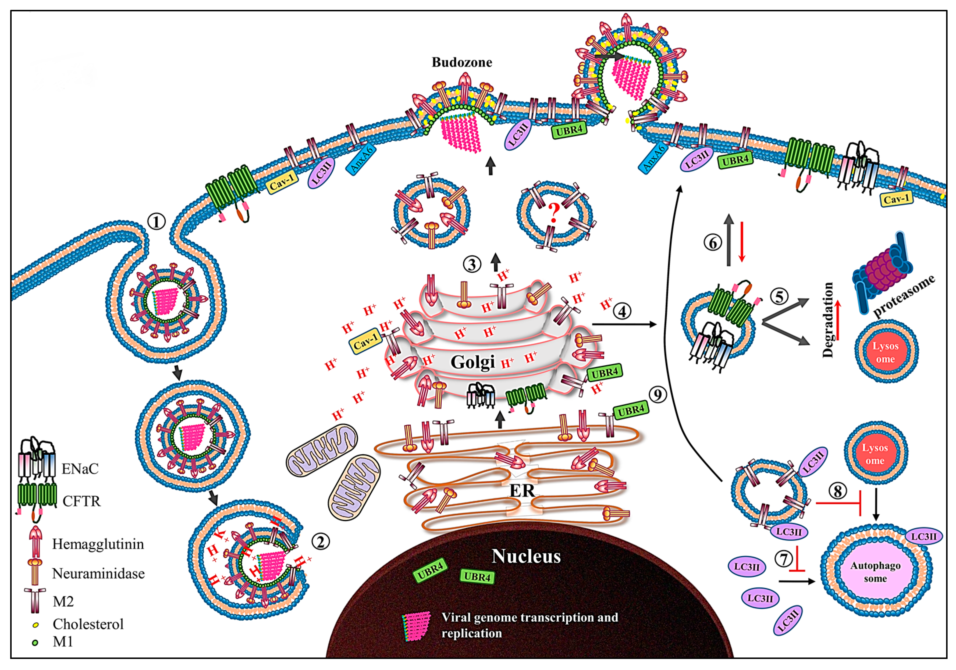 Influenza A Virus M2 Protein: Roles from Ingress to Egress | MDPI