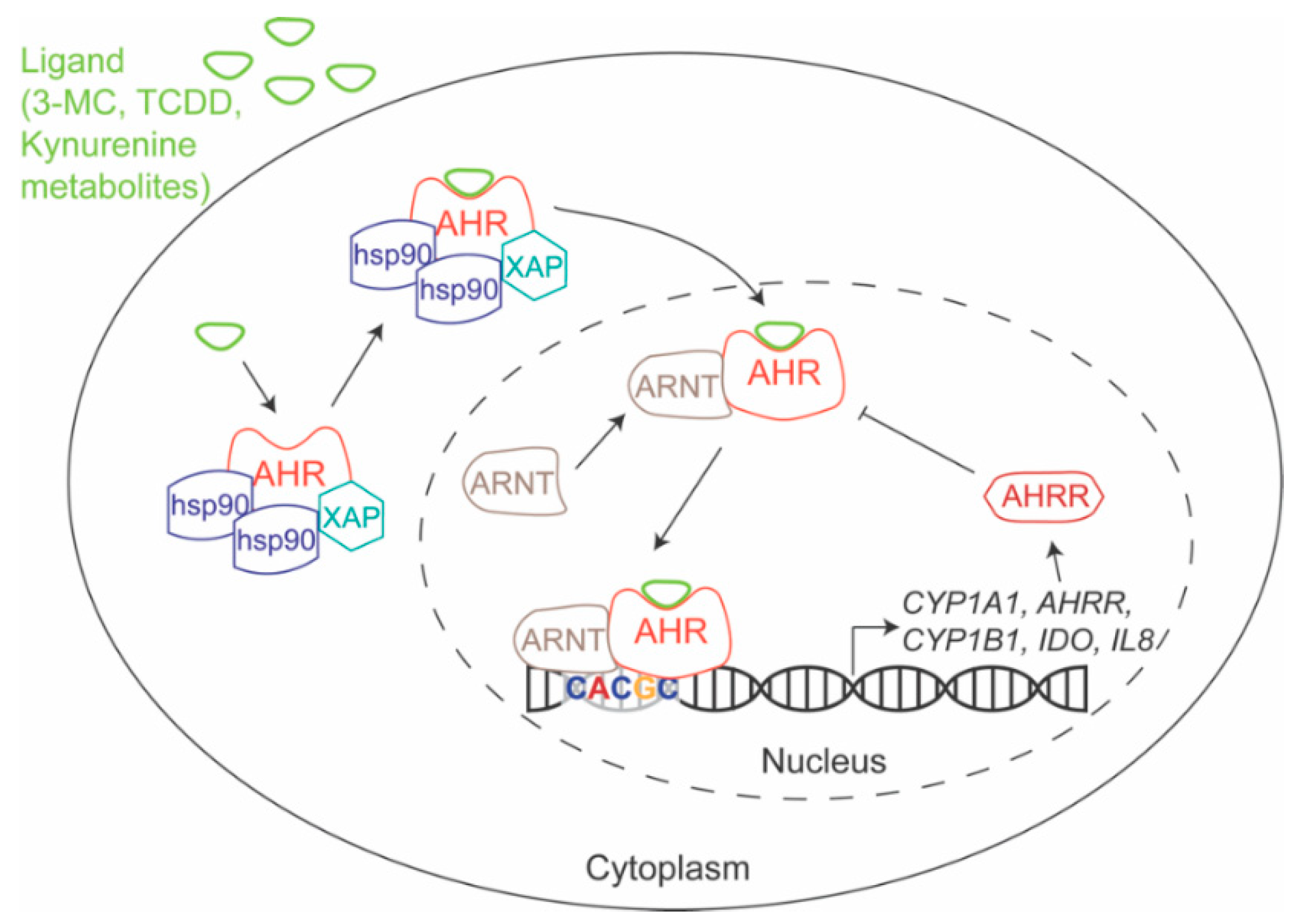 The Role of the Aryl Hydrocarbon Receptor (AHR) in Immune and ...
