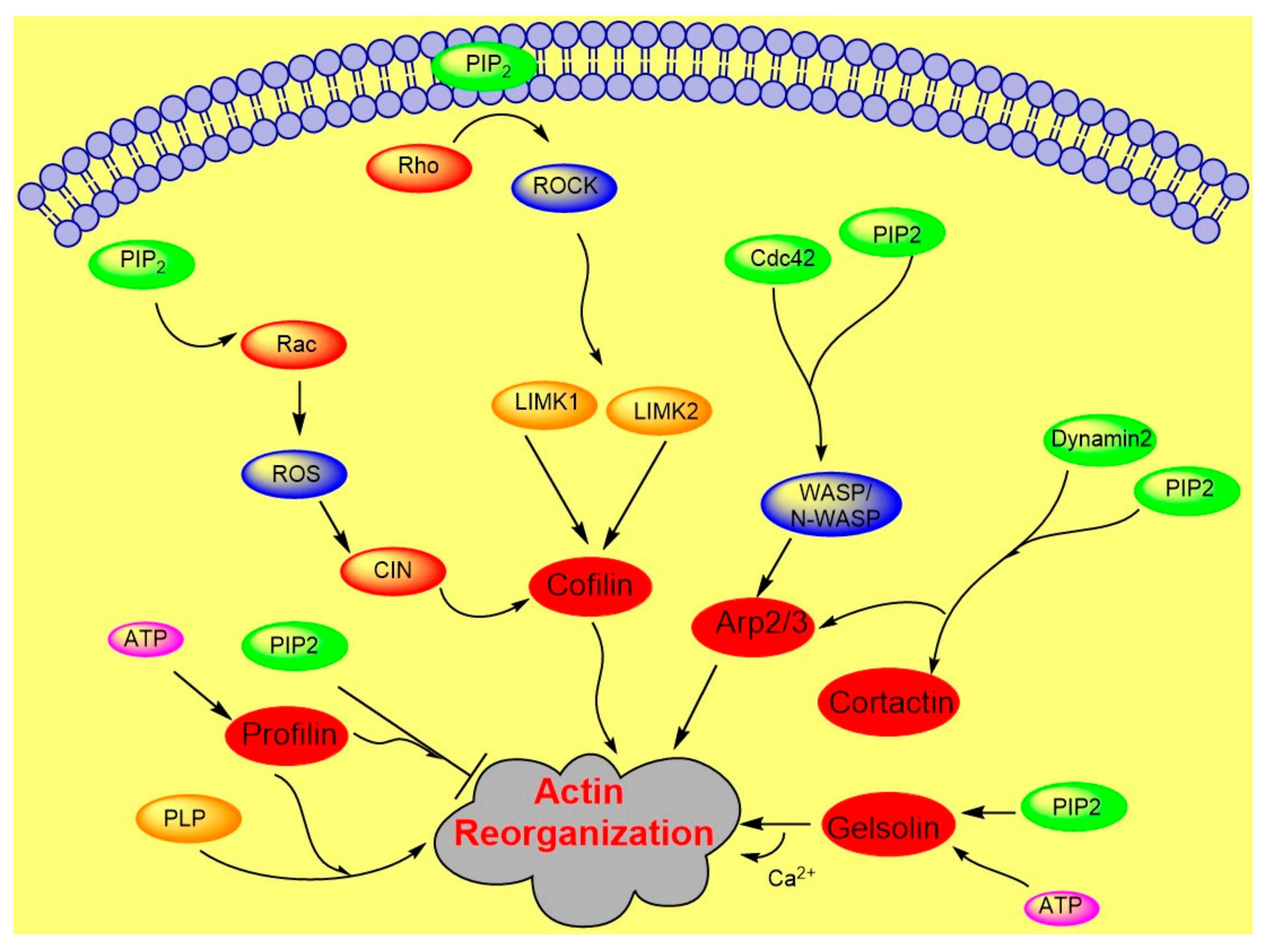 Review of PIP2 in Cellular Signaling, Functions and Diseases | MDPI