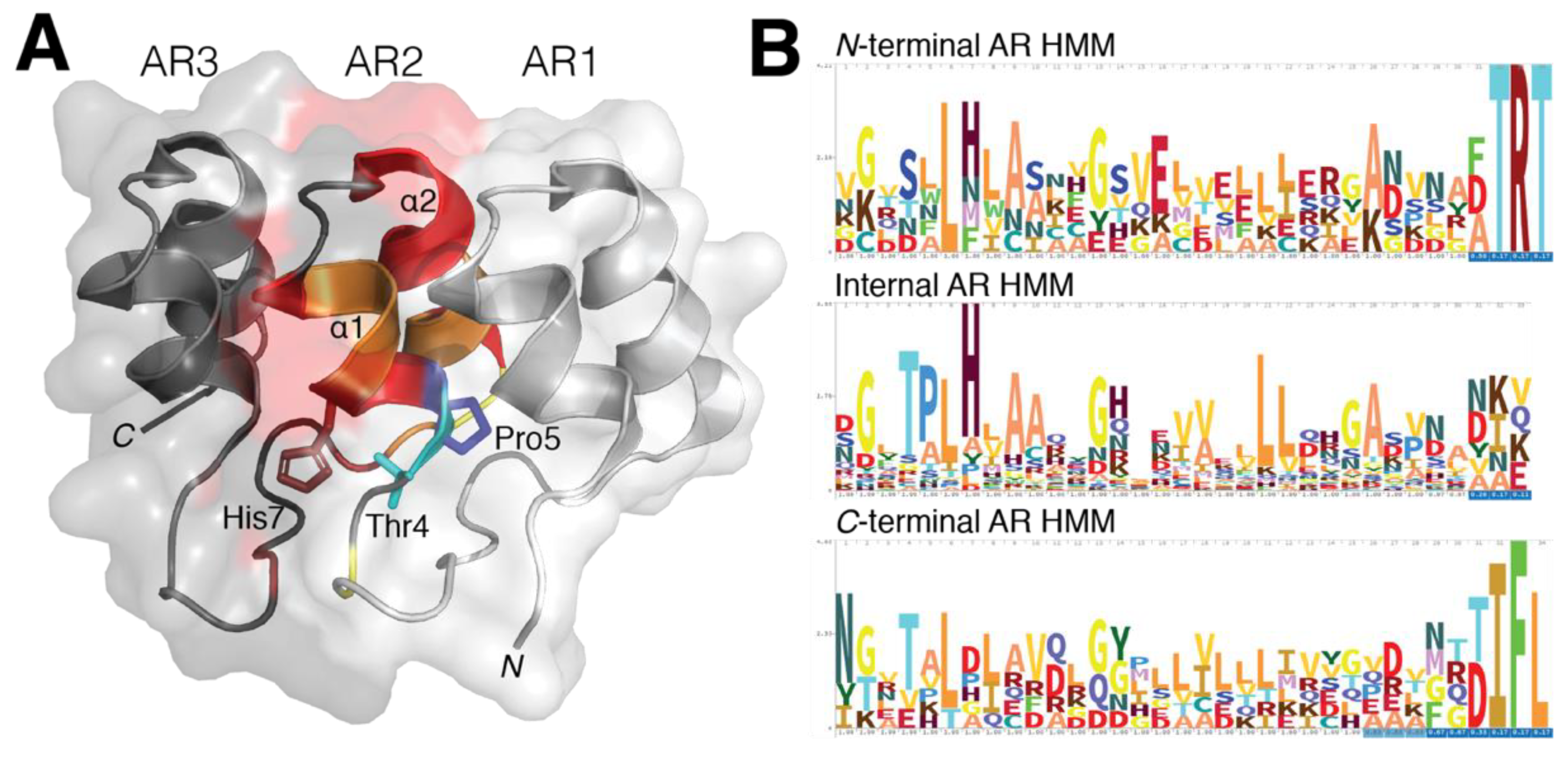 Structural Insights into Ankyrin Repeat-Containing Proteins and Their ...