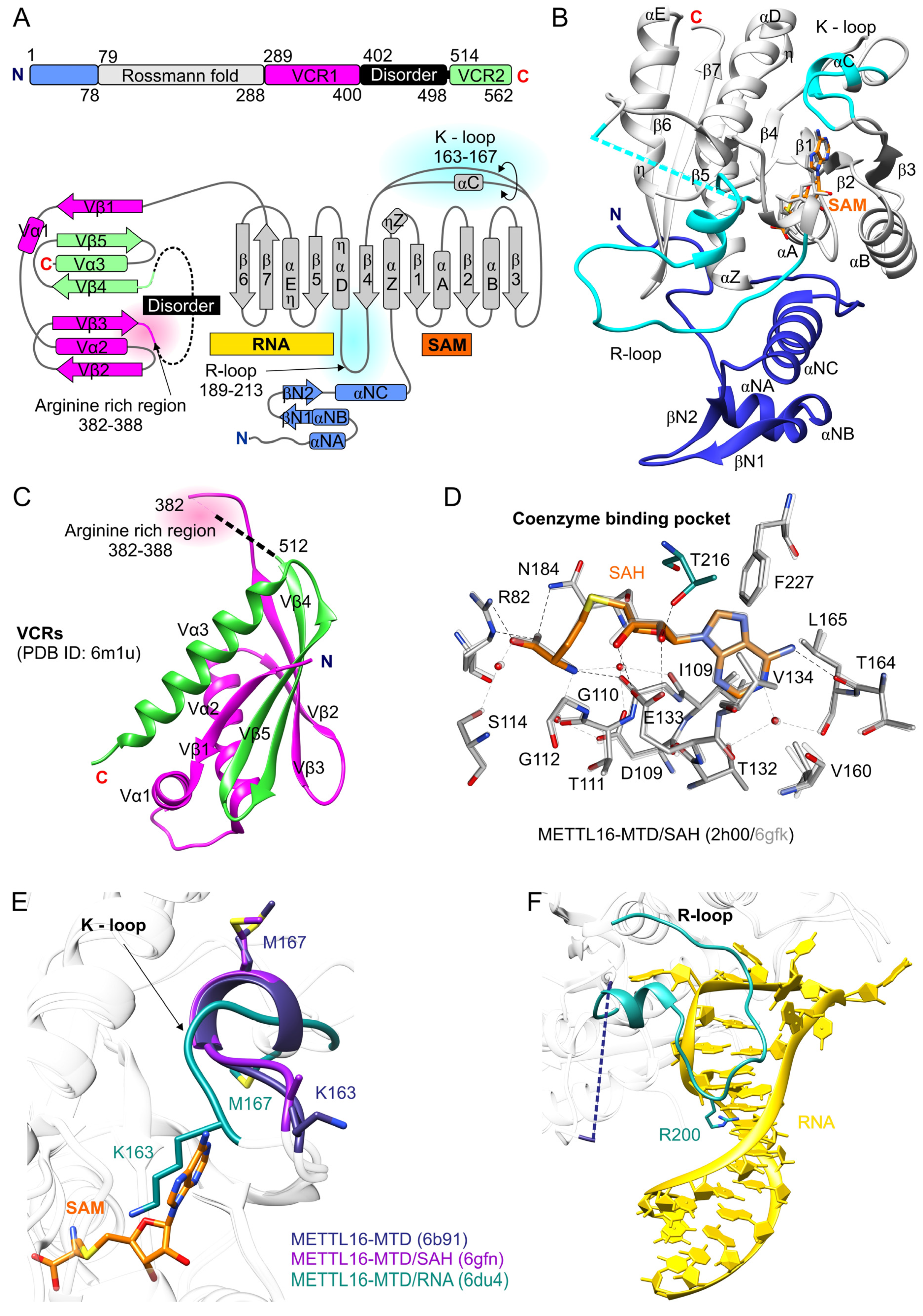 METTL16, Methyltransferase-Like Protein 16: Current Insights into ...