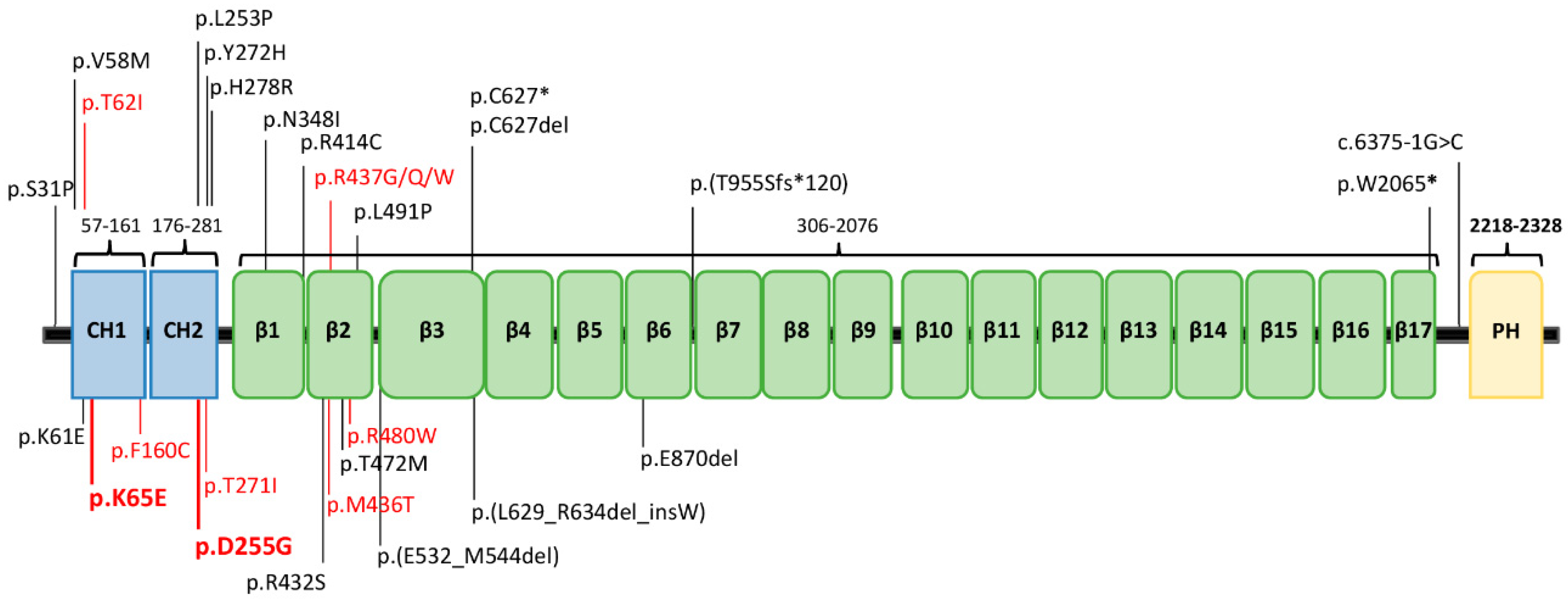 Expanding the β-III Spectrin-Associated Phenotypes toward Non ...