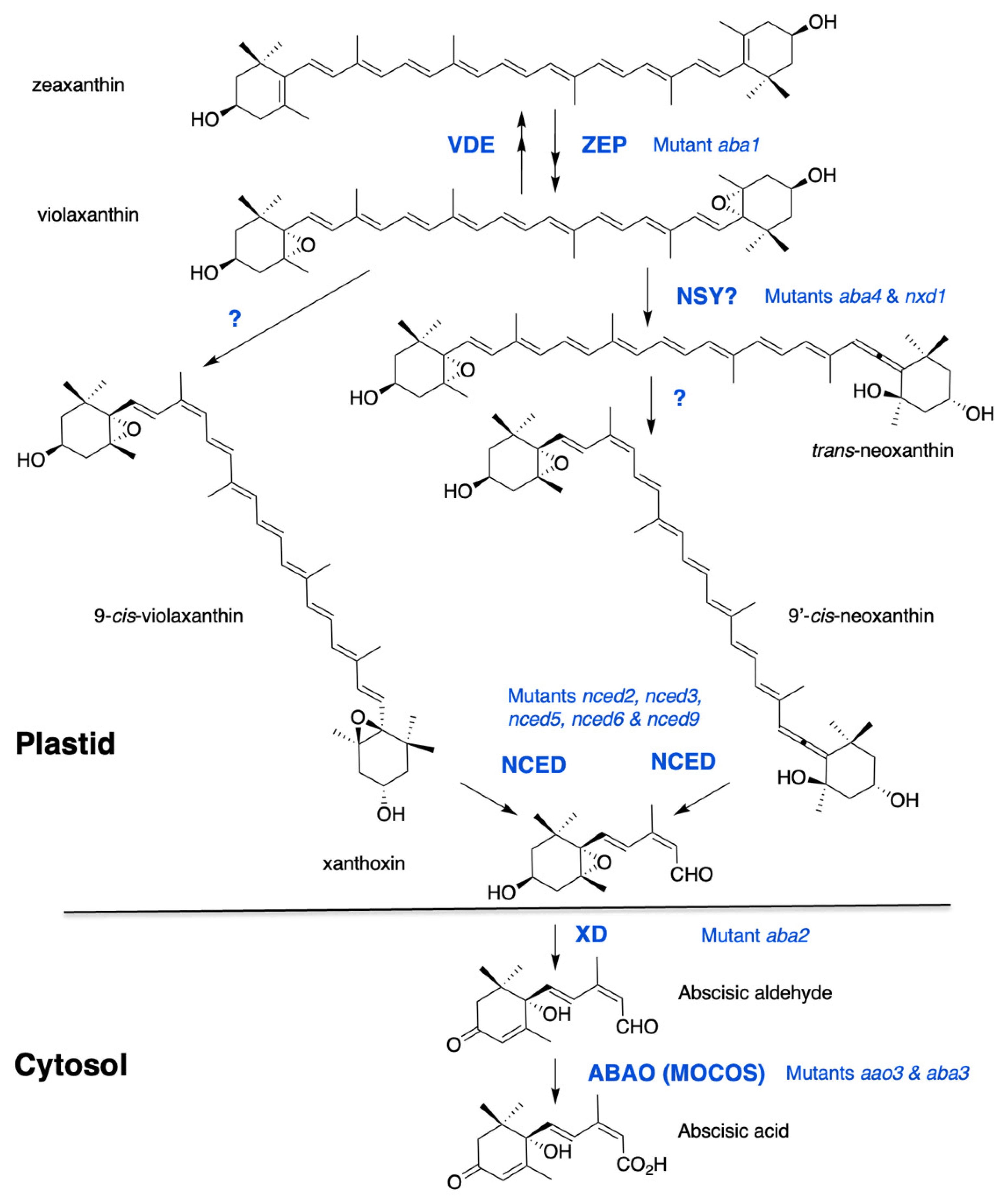 ABA Metabolism and Homeostasis in Seed Dormancy and Germination | MDPI
