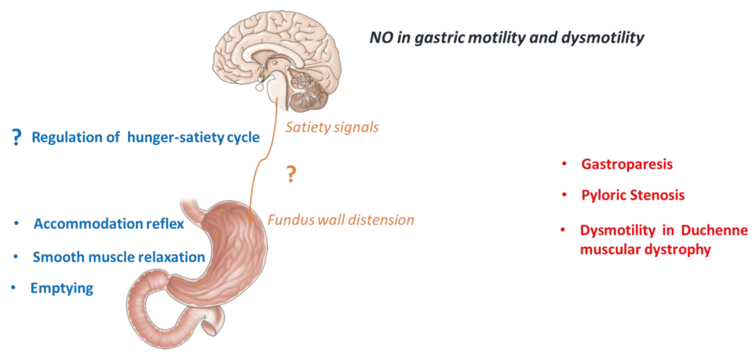 Nitric Oxide: From Gastric Motility to Gastric Dysmotility | MDPI