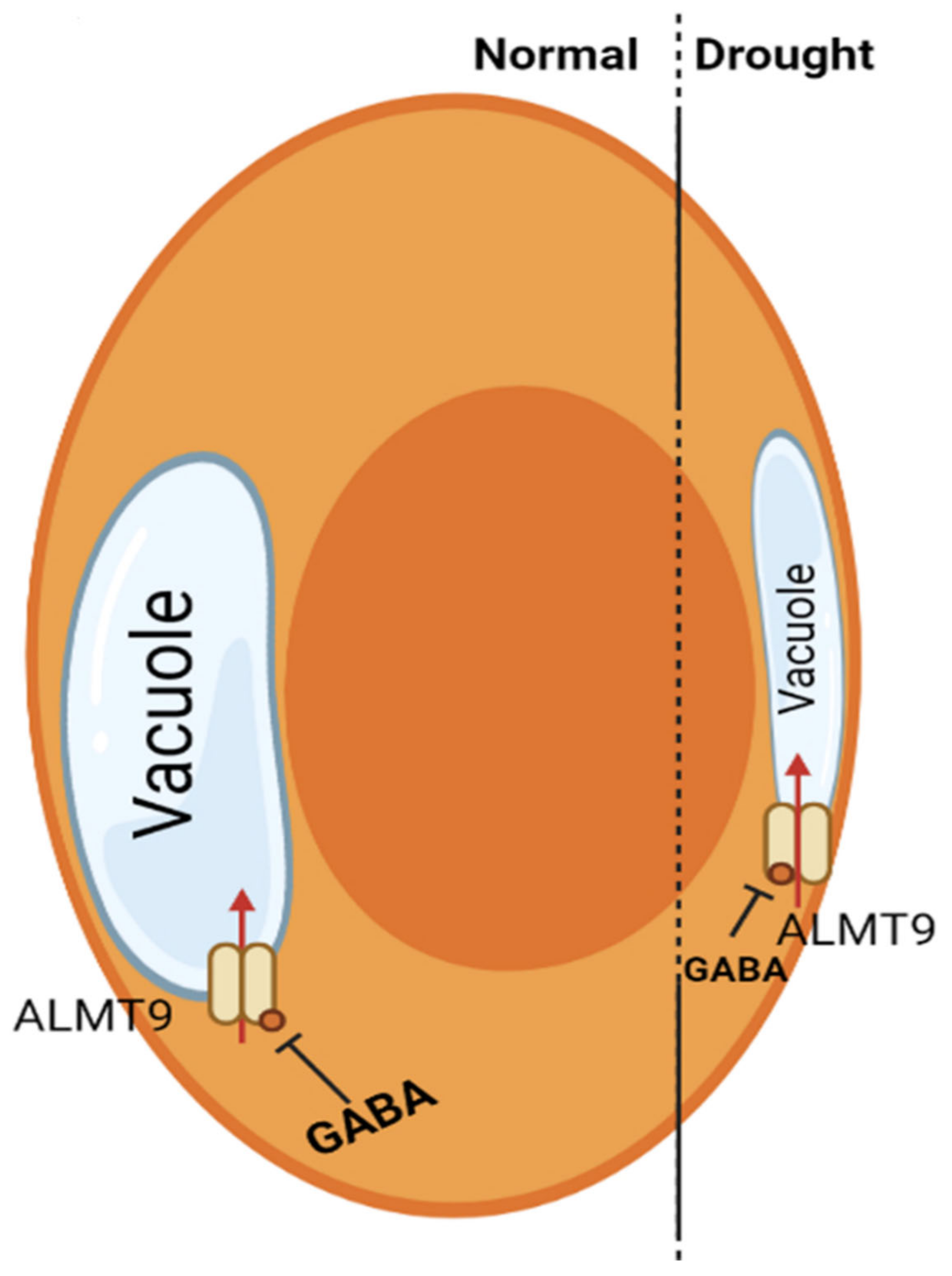 GABA: A Key Player in Drought Stress Resistance in Plants | MDPI