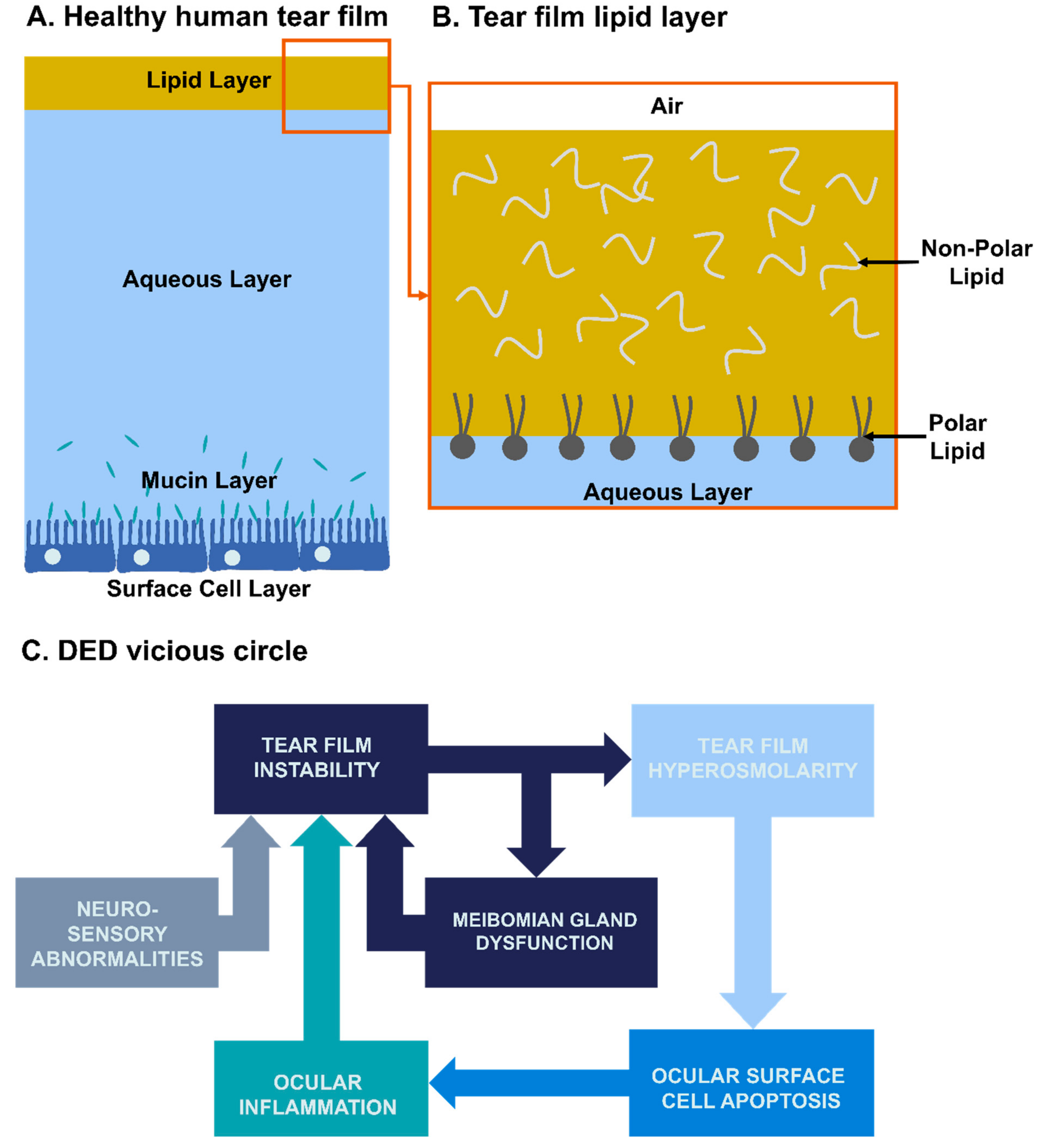 Artificial Tears: Biological Role of Their Ingredients in the ...
