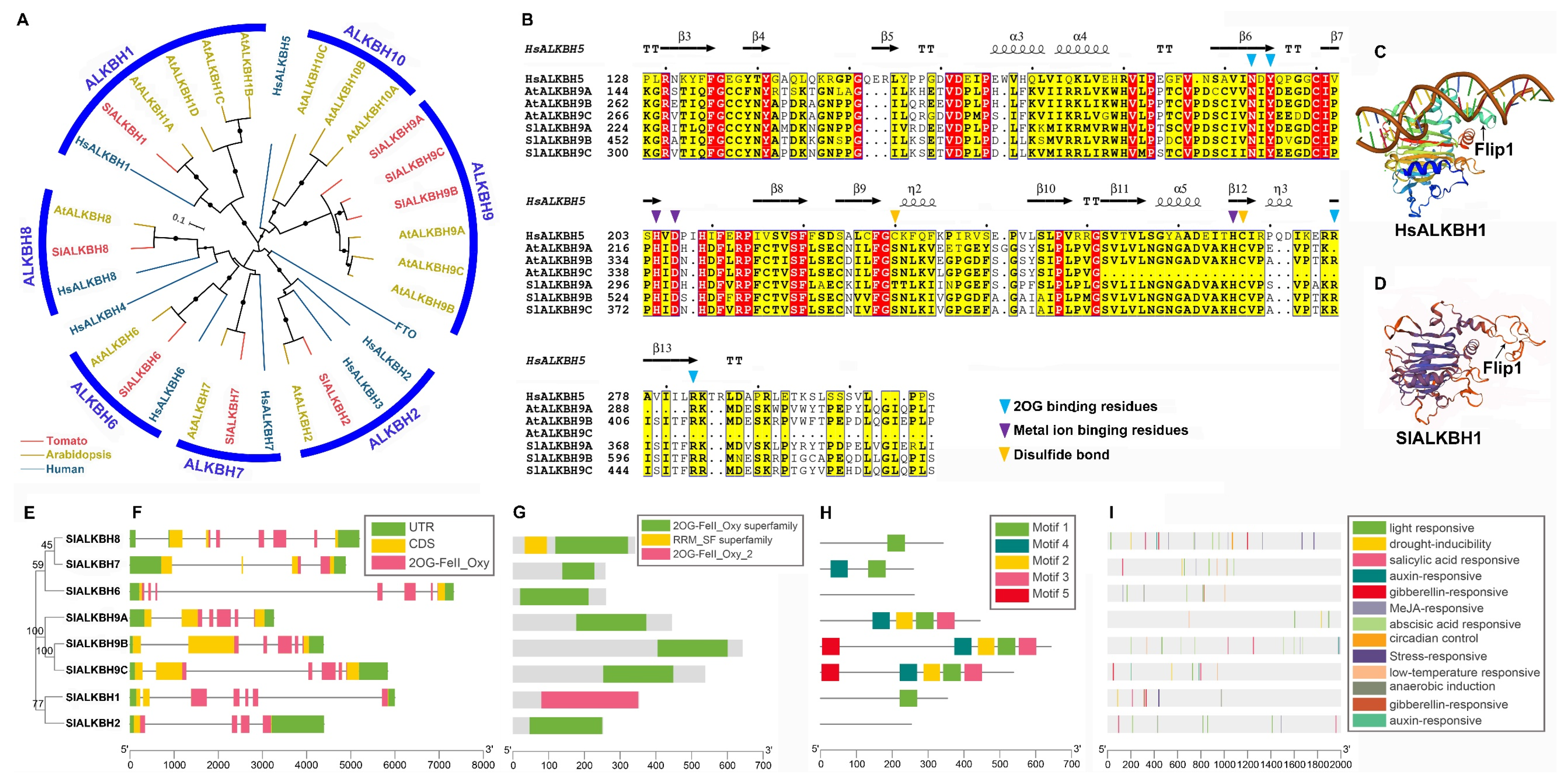 Genome-Wide Identification, Classification and Expression Analysis of ...