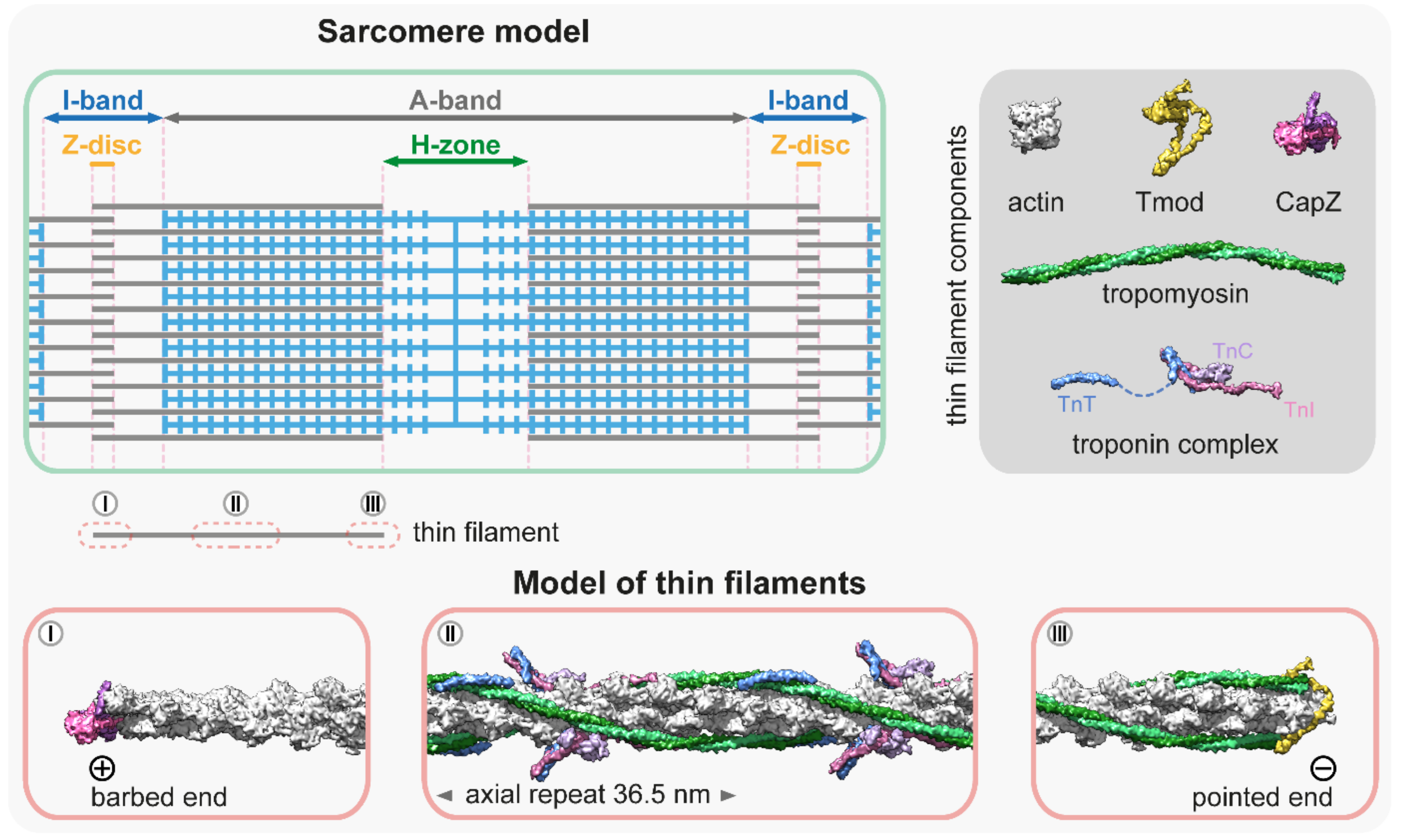 The Mechanisms of Thin Filament Assembly and Length Regulation in ...