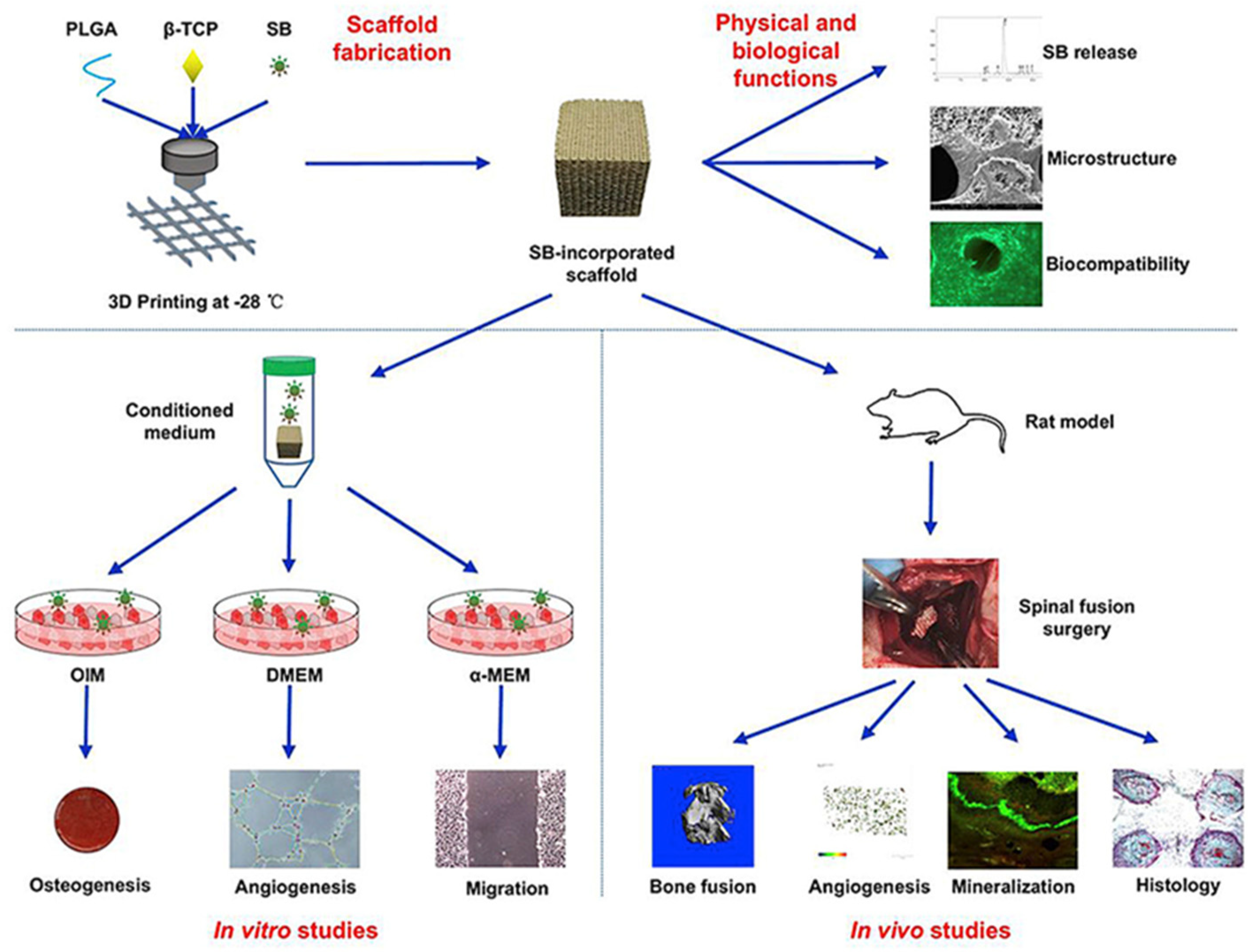 Application of 3D-Printed, PLGA-Based Scaffolds in Bone Tissue ...