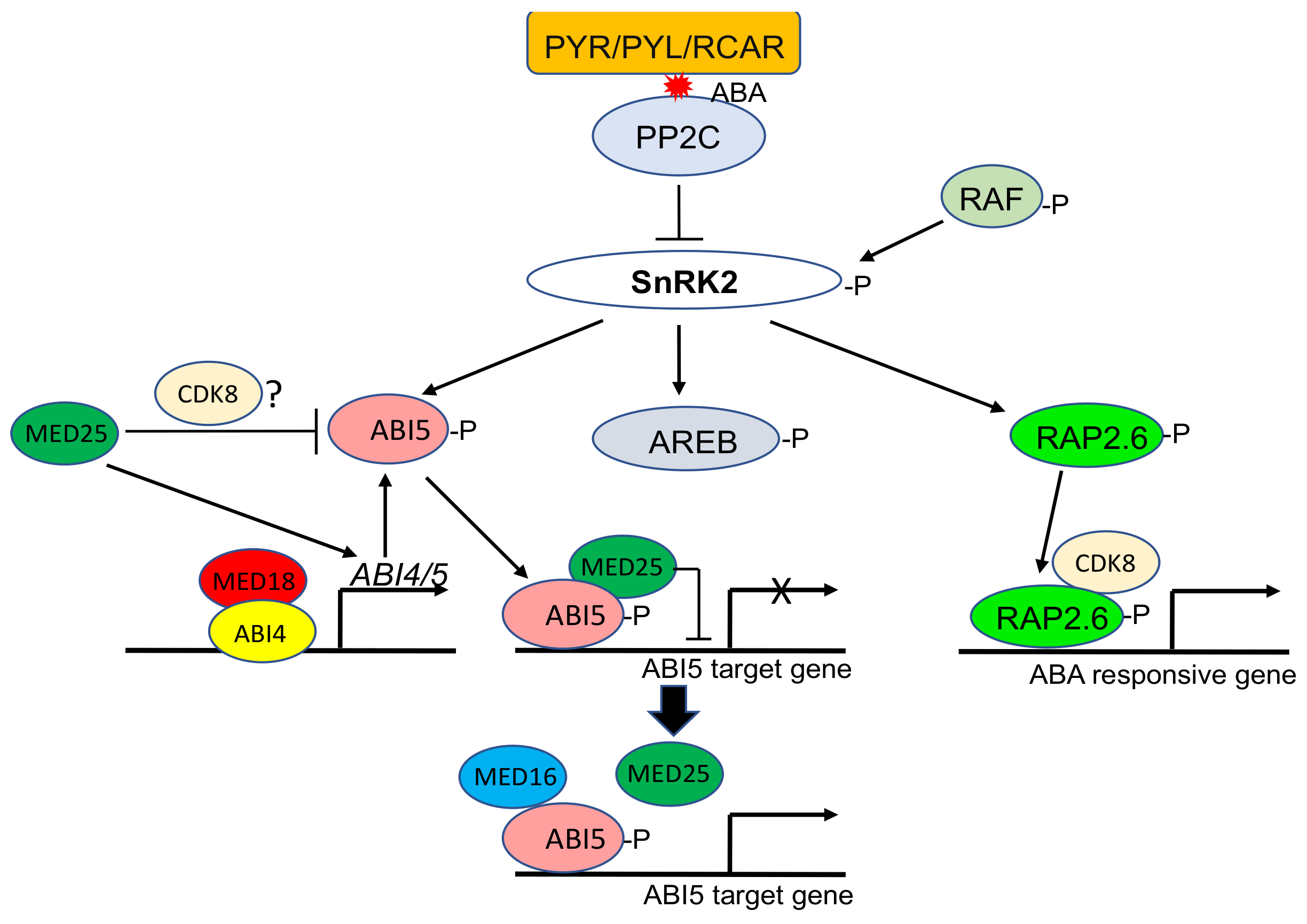 The Mediator Complex: A Central Coordinator of Plant Adaptive Responses ...