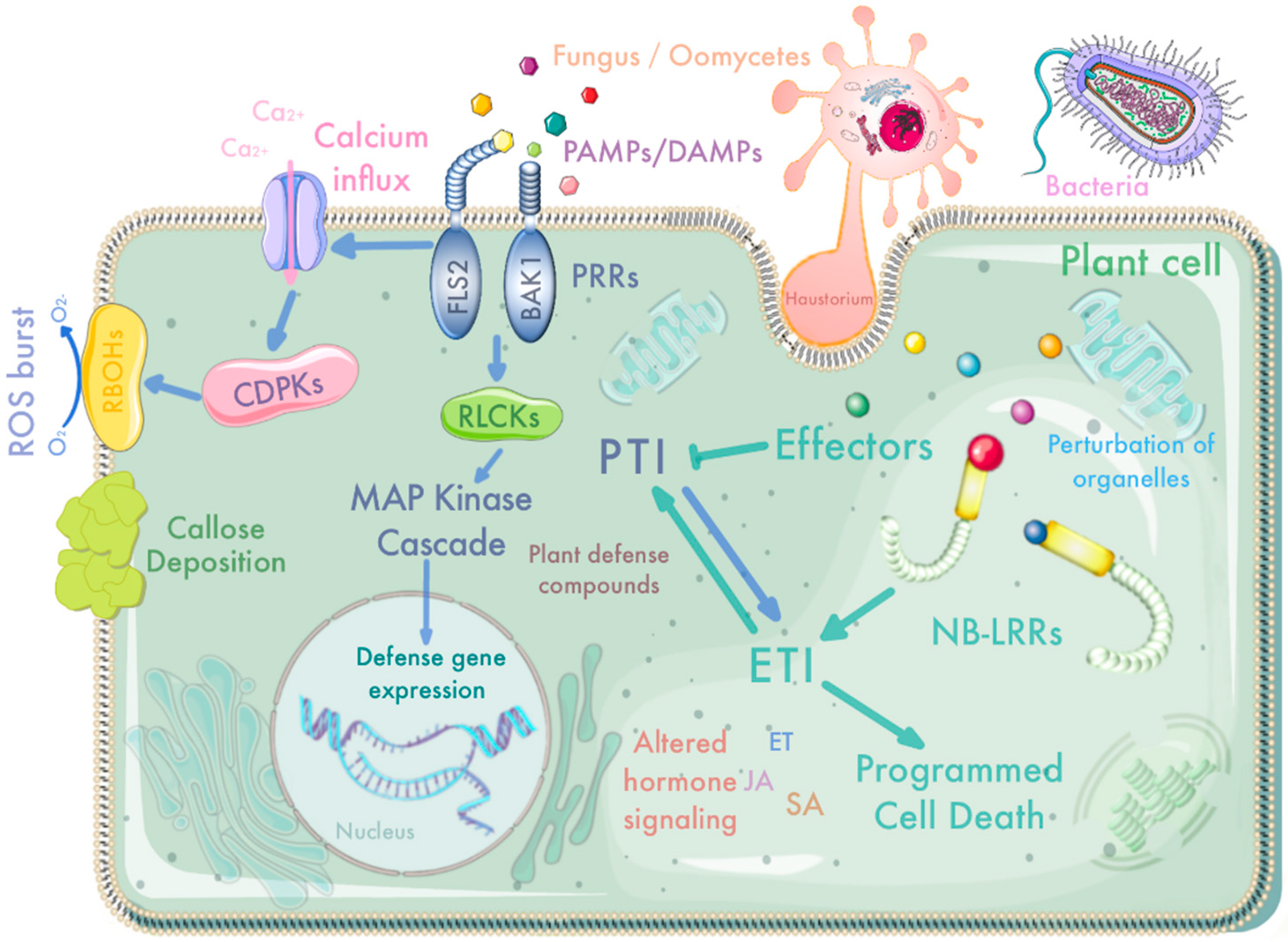 Action Mechanisms of Effectors in Plant-Pathogen Interaction | MDPI