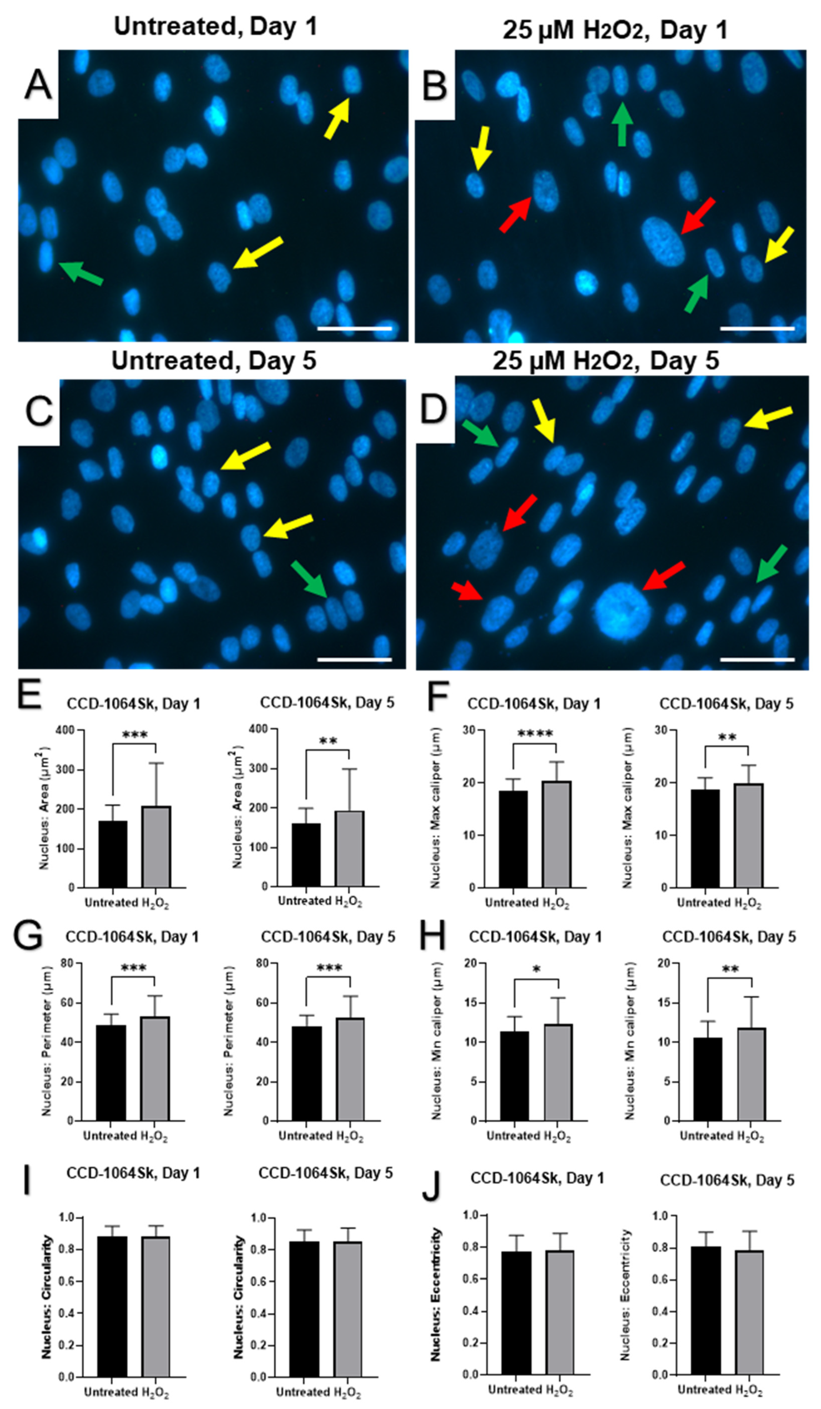 Modeling of the Senescence-Associated Phenotype in Human Skin ...