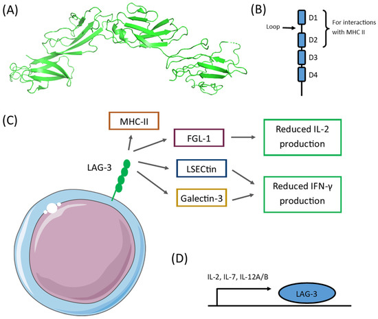 LAG-3 as a Potent Target for Novel Anticancer Therapies of a Wide Range ...