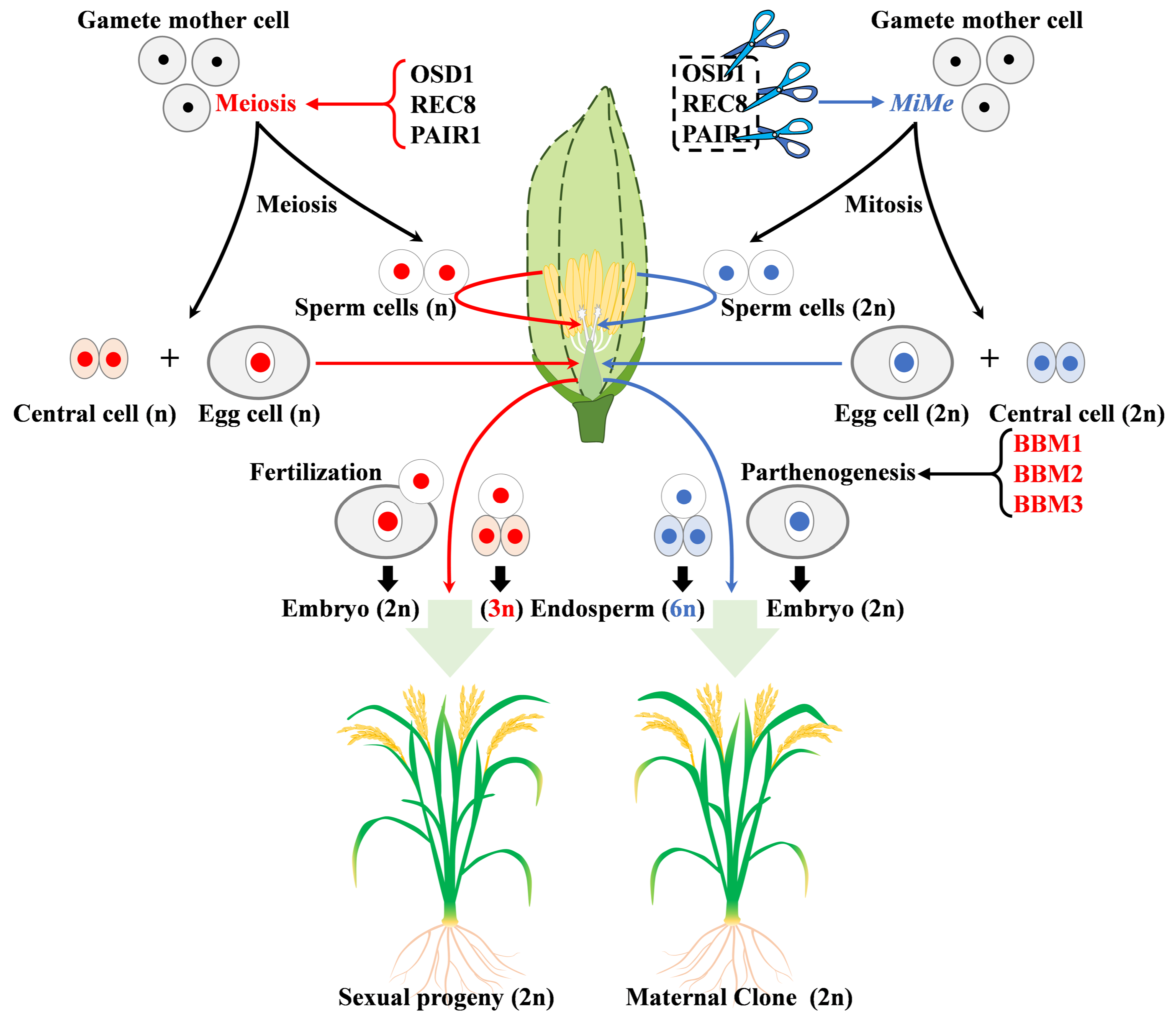 Molecular Events of Rice AP2/ERF Transcription Factors | MDPI