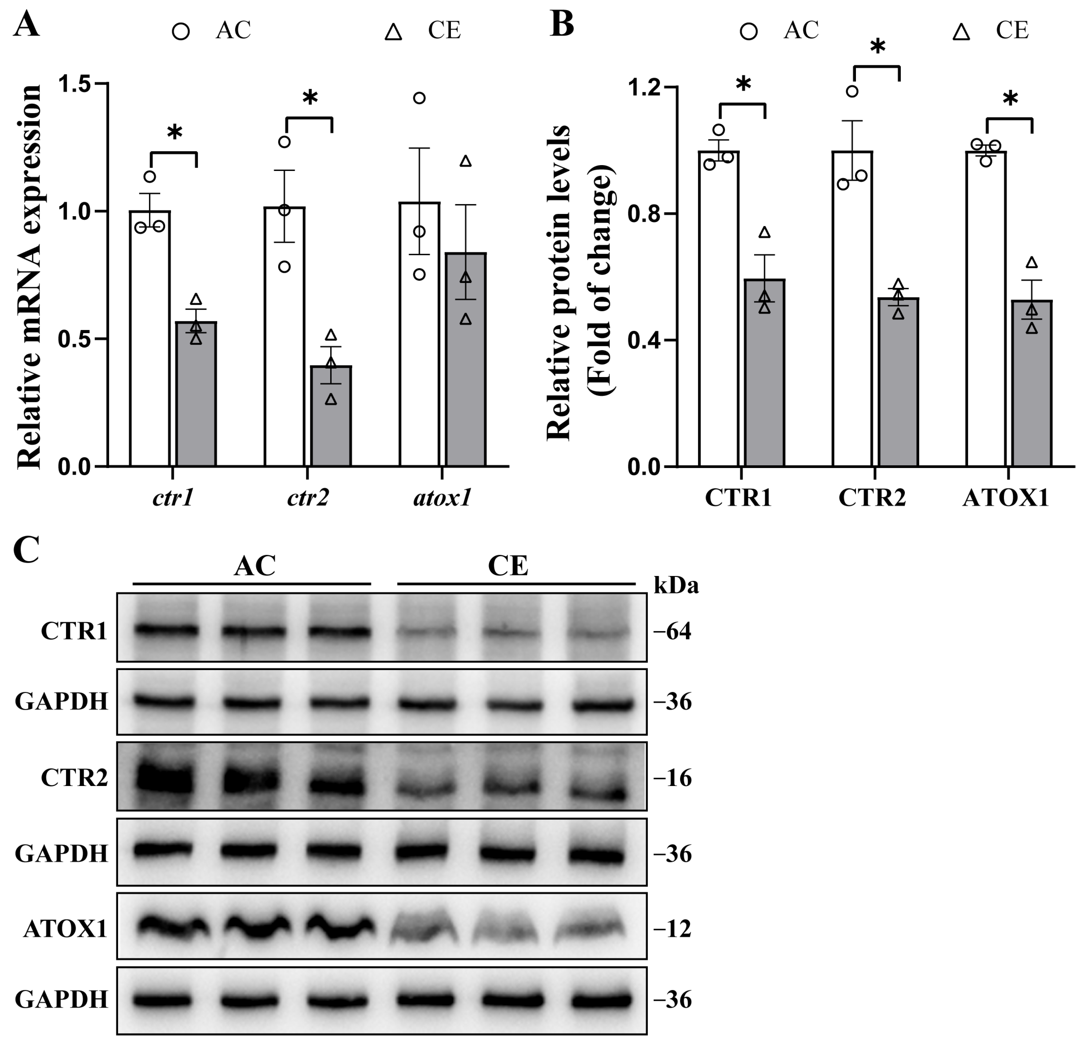 Transcriptional Responses of Copper-Transport-Related Genes ctr1, ctr2 ...
