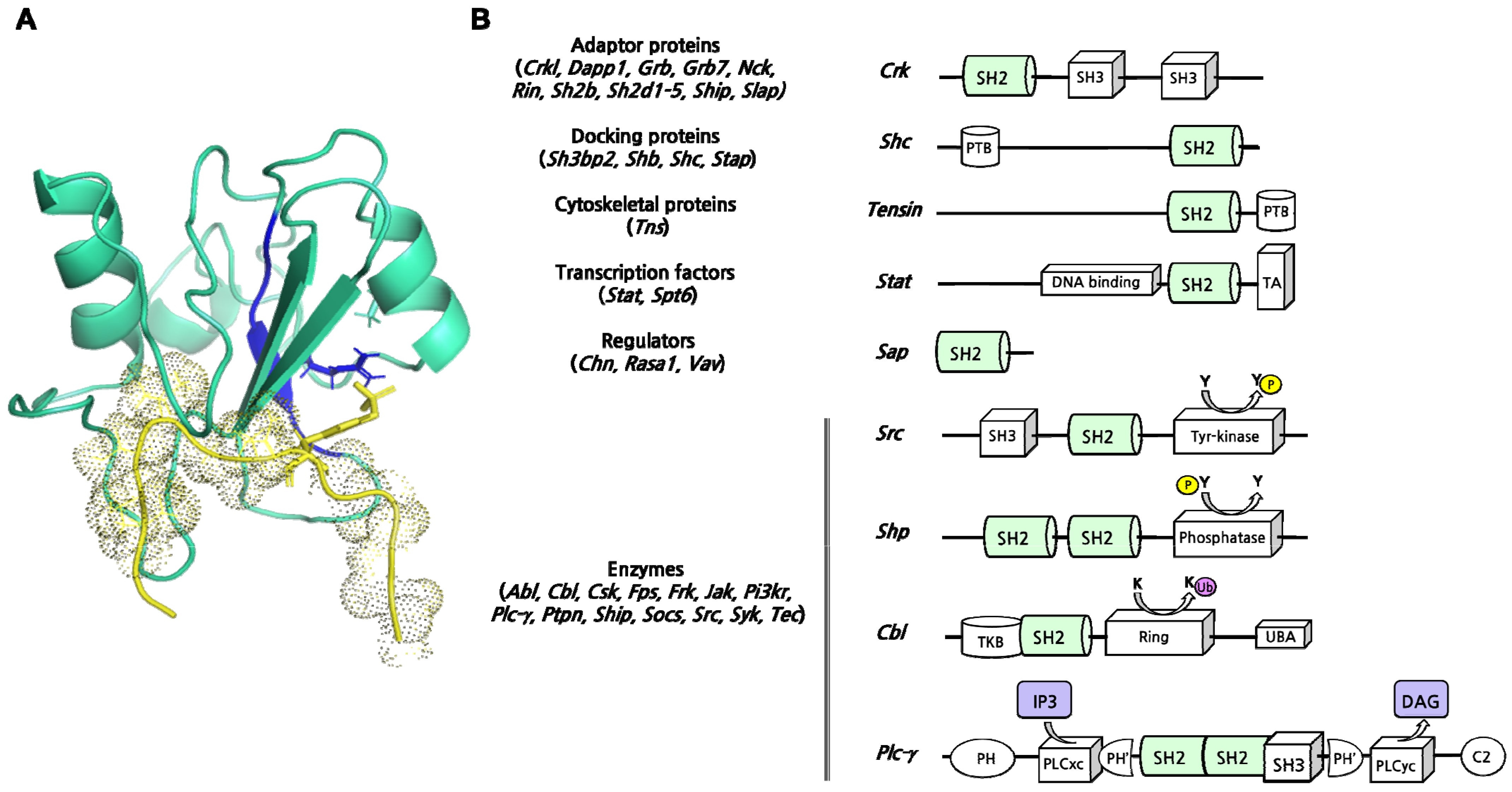 SH2 Domains: Folding, Binding and Therapeutical Approaches | MDPI