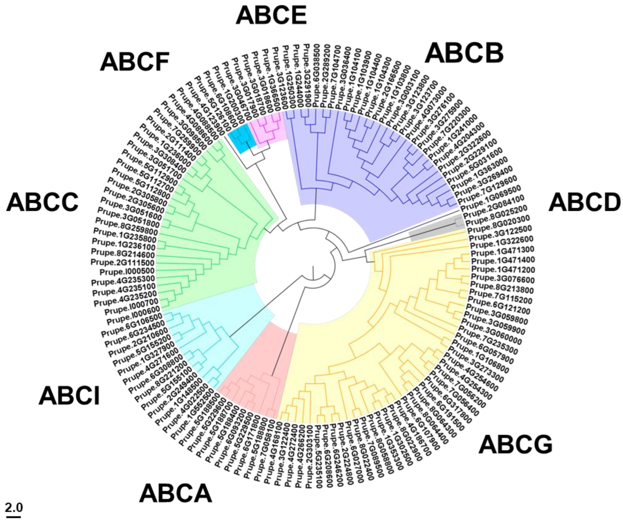 Genome-Wide Analysis of ATP Binding Cassette (ABC) Transporters in ...