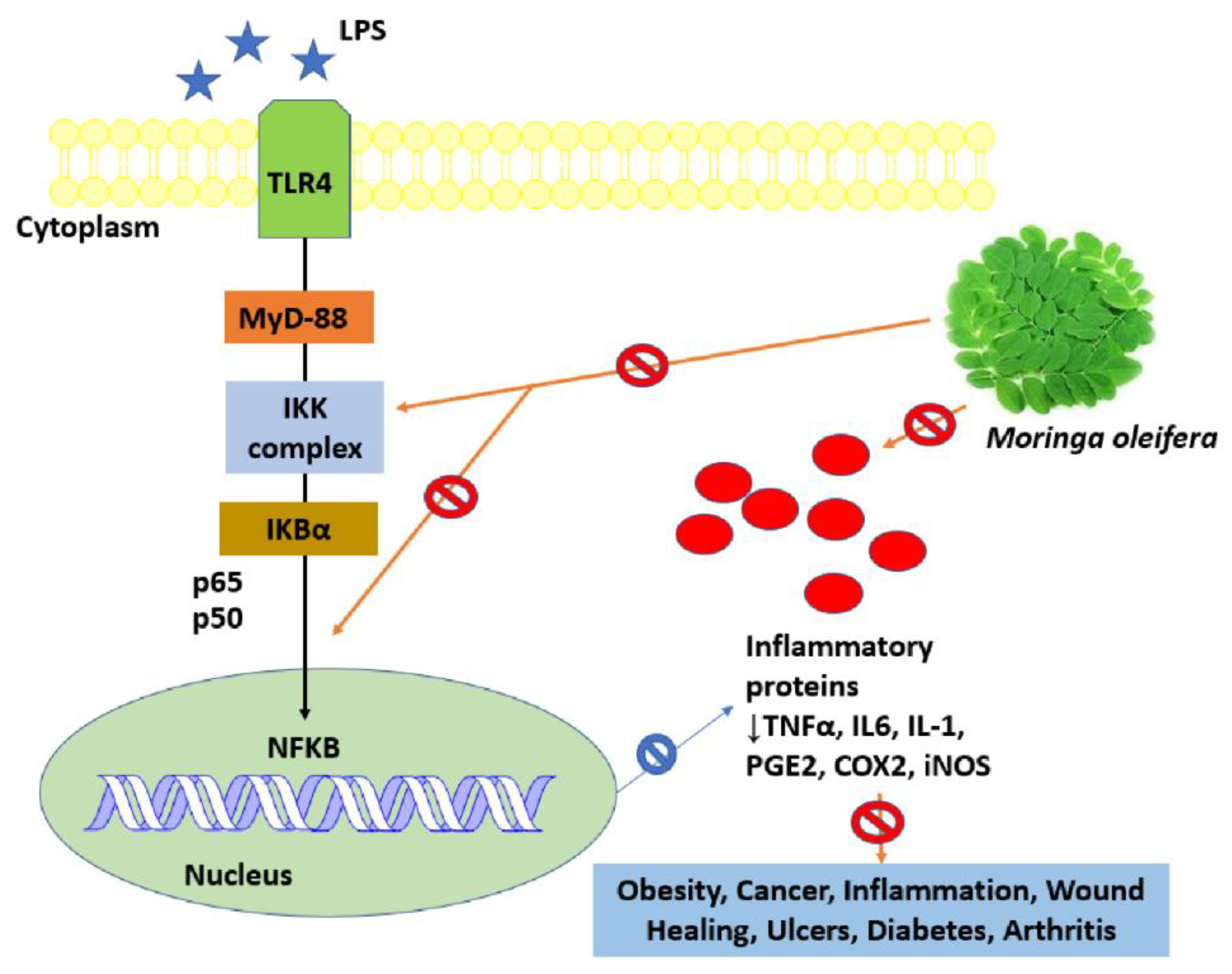 Moringa oleifera: An Updated Comprehensive Review of Its ...