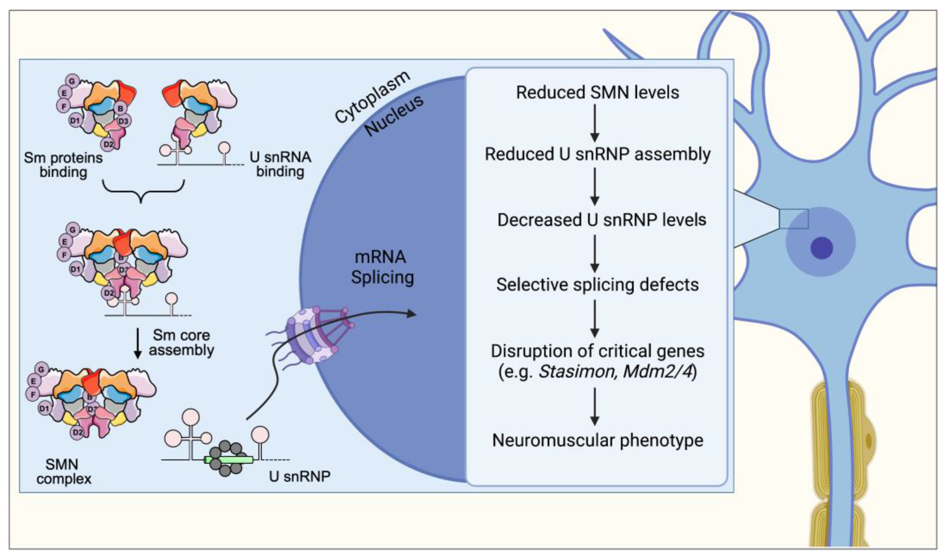 The SMN Complex at the Crossroad between RNA Metabolism and ...