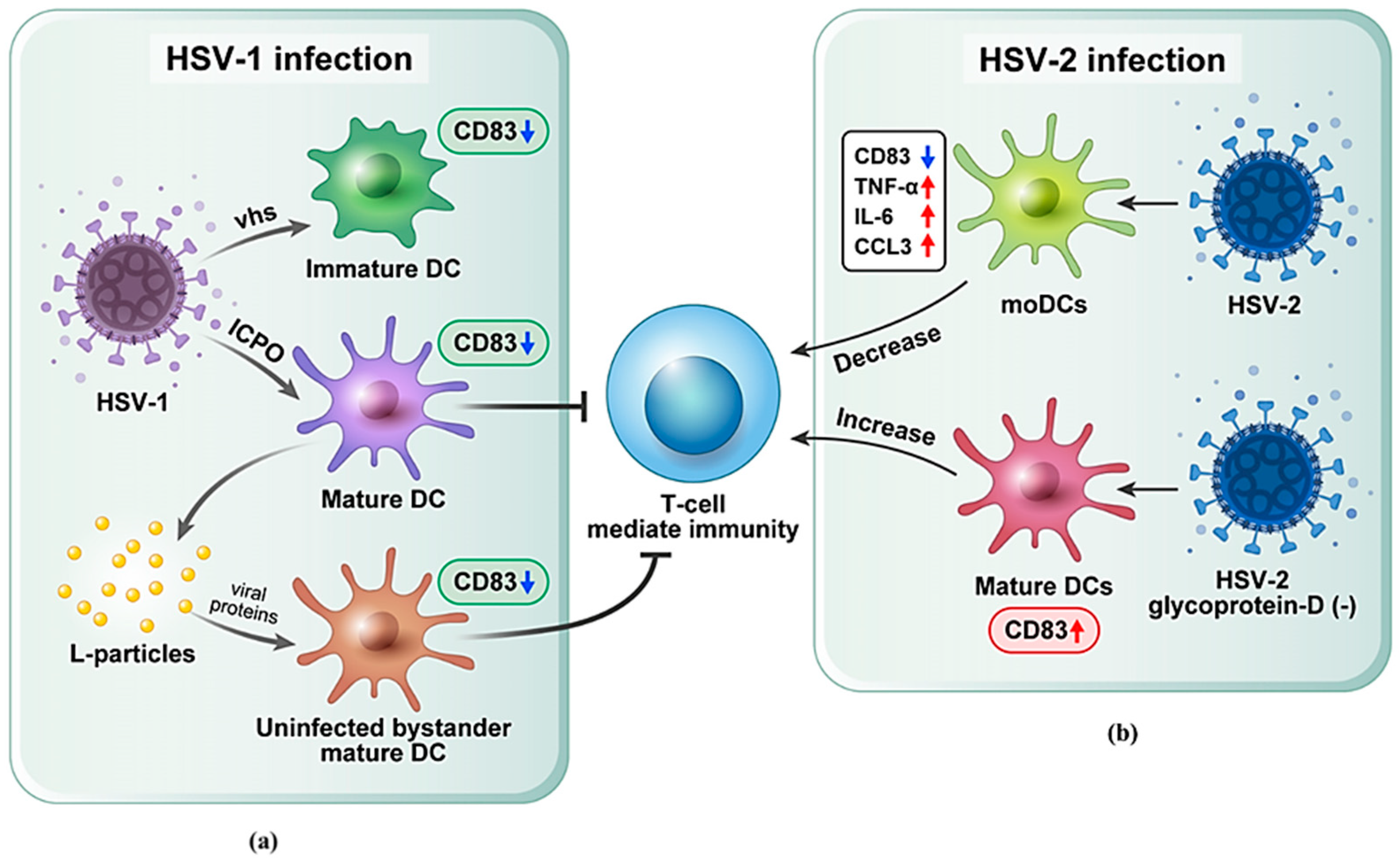 CD83 Regulates the Immune Responses in Inflammatory Disorders | MDPI