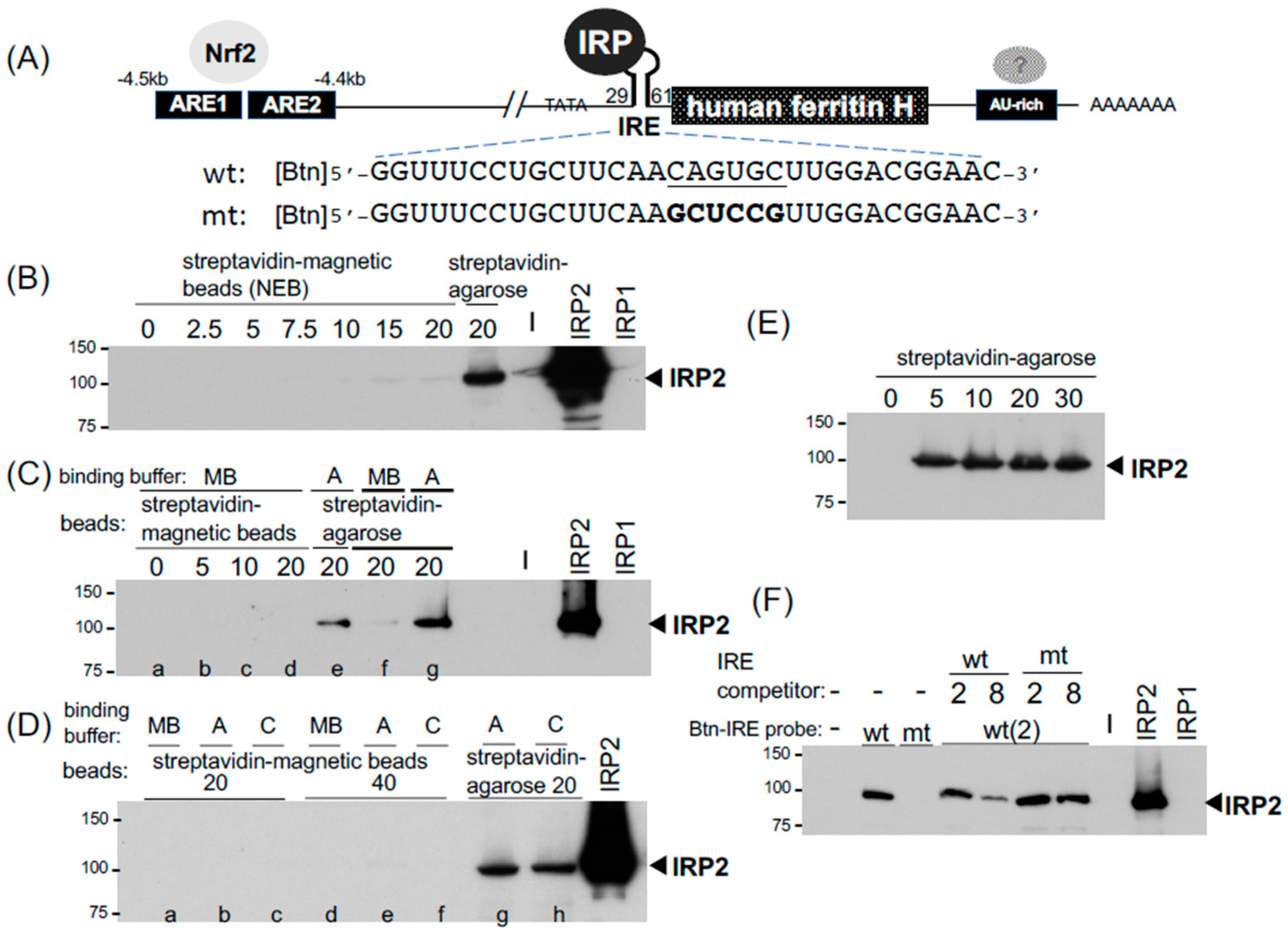 Optimization of Biotinylated RNA or DNA Pull-Down Assays for Detection ...