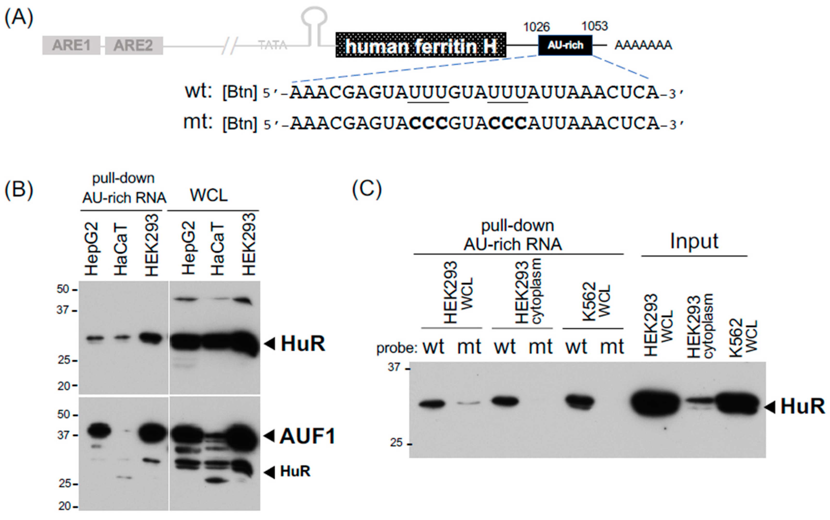 Optimization of Biotinylated RNA or DNA Pull-Down Assays for Detection ...