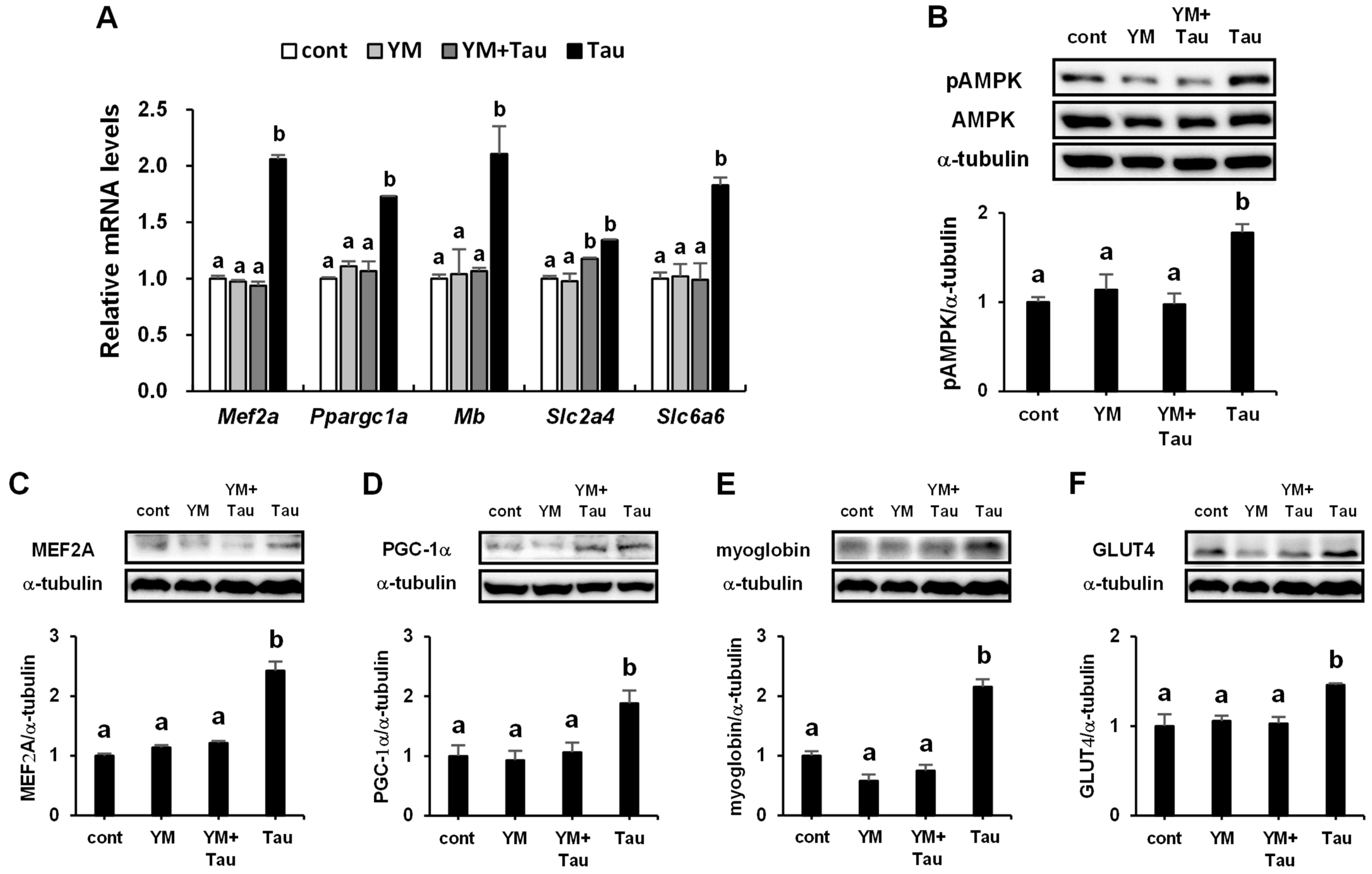 Taurine Stimulates AMP-Activated Protein Kinase and Modulates the ...