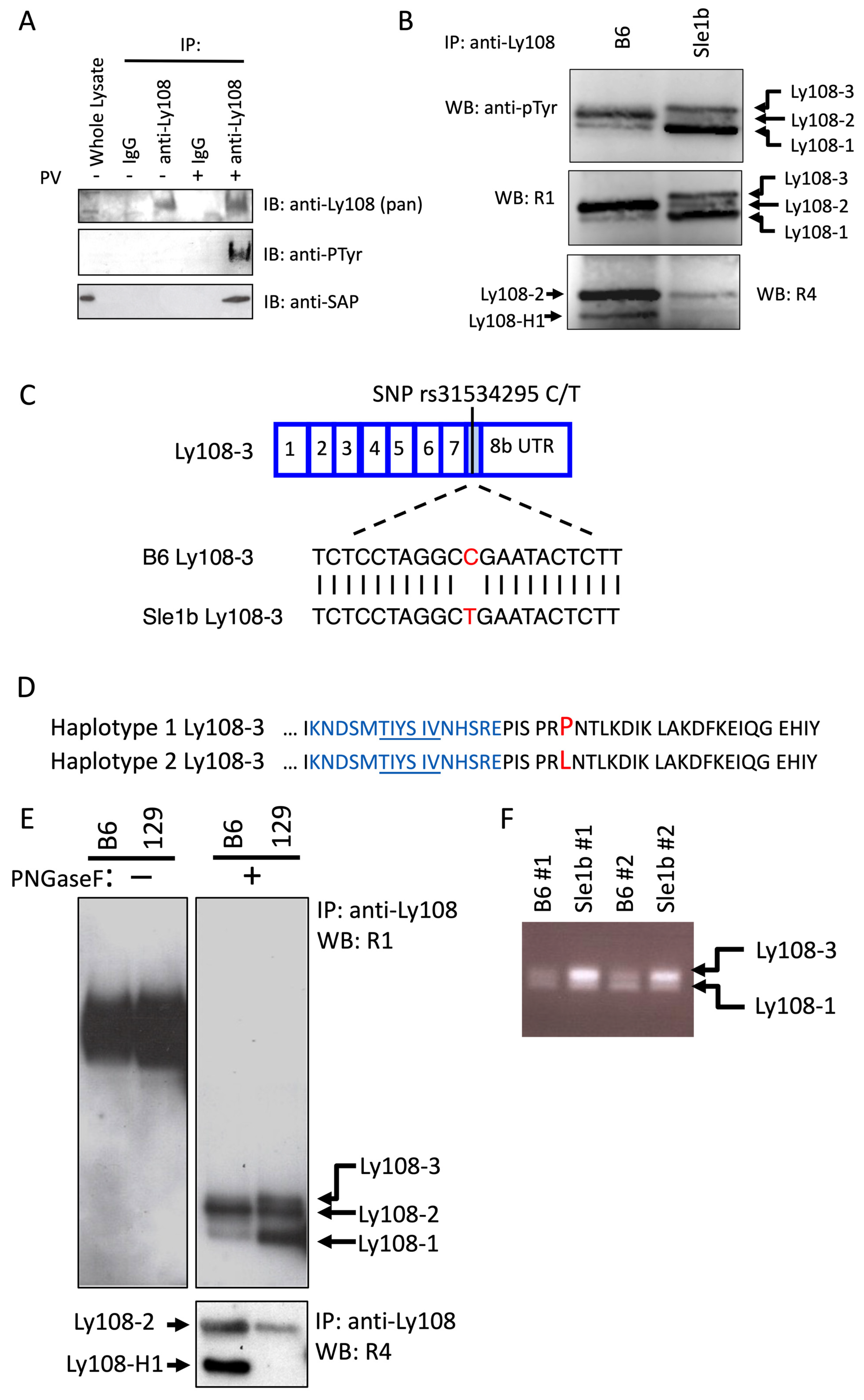 Characterization of Ly108-H1 Signaling Reveals Ly108-3 Expression and ...
