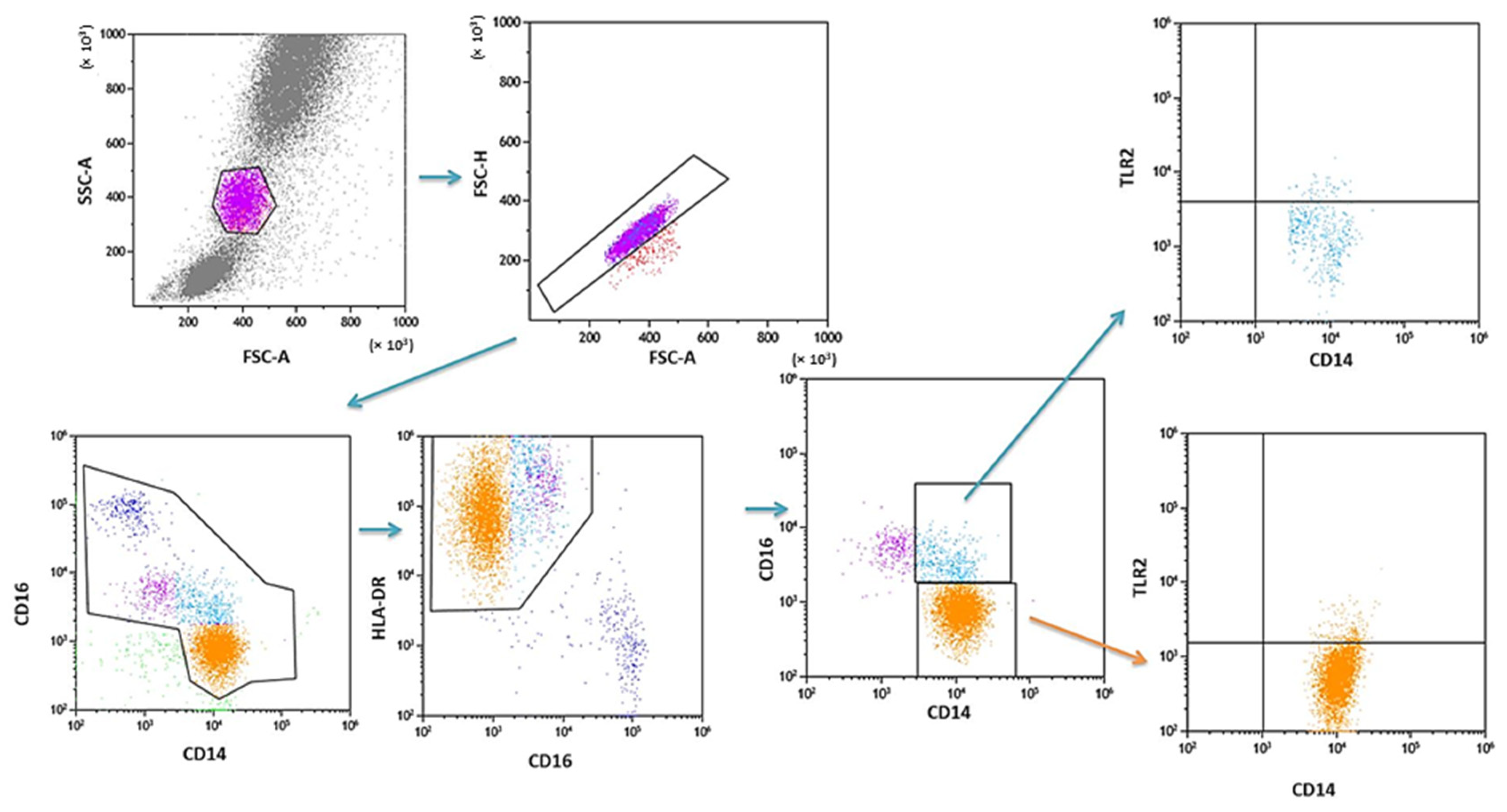 The Role of Toll-like Receptor 2 (TLR2) in the Development and Progression of Hashimoto’s ...