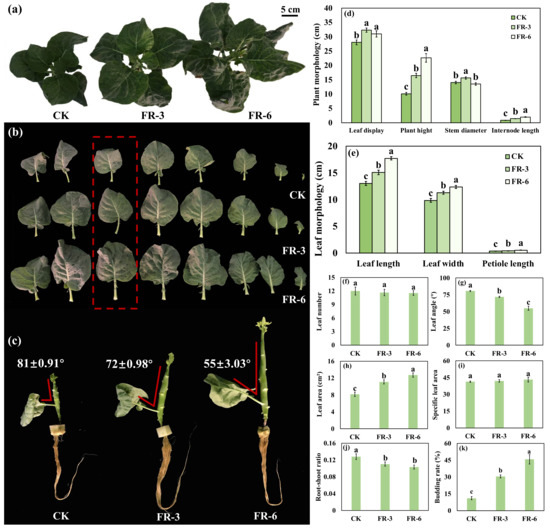 Far-Red-Light-Induced Morphology Changes, Phytohormone, and ...