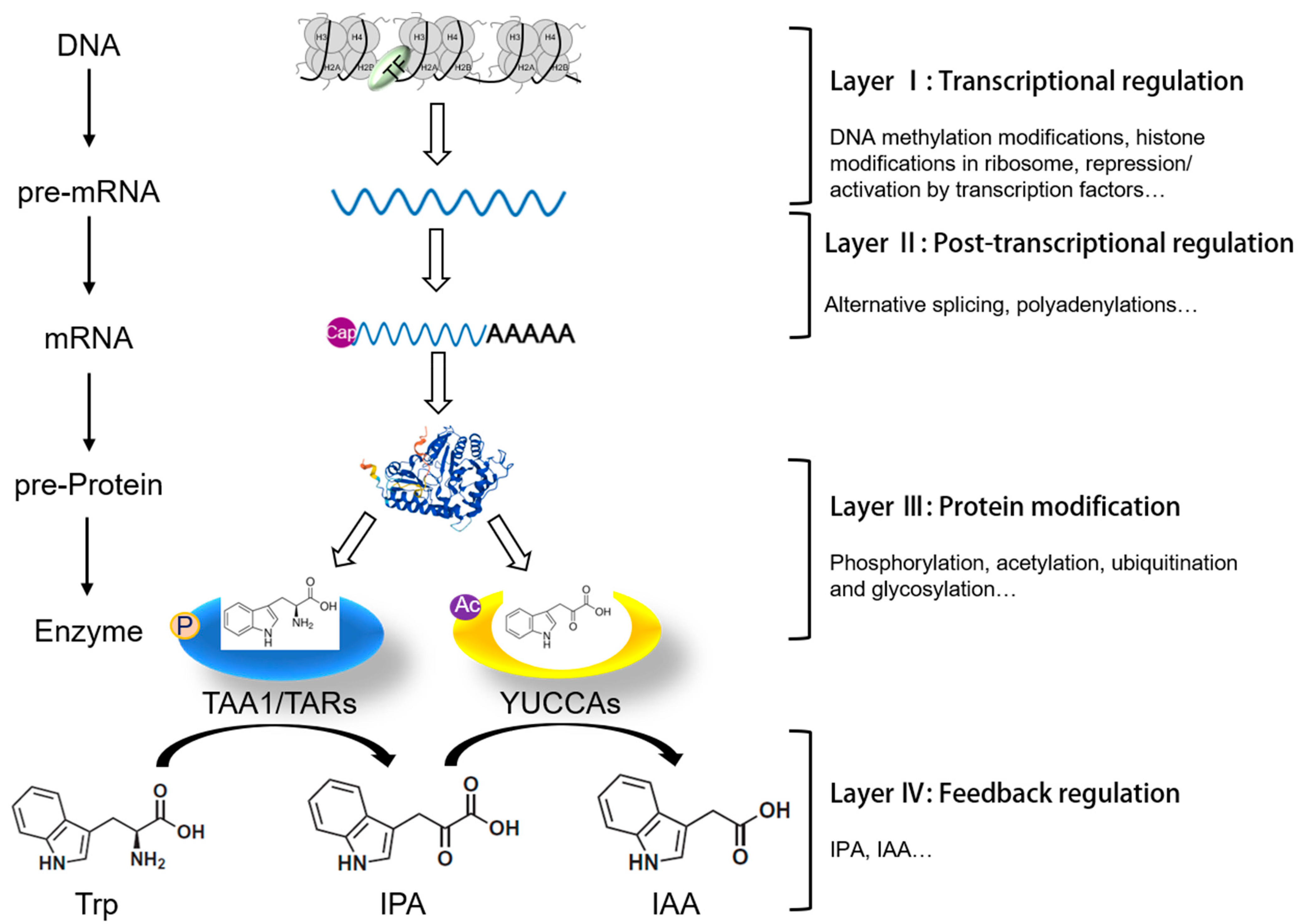 Precise Regulation of the TAA1/TAR-YUCCA Auxin Biosynthesis Pathway in ...
