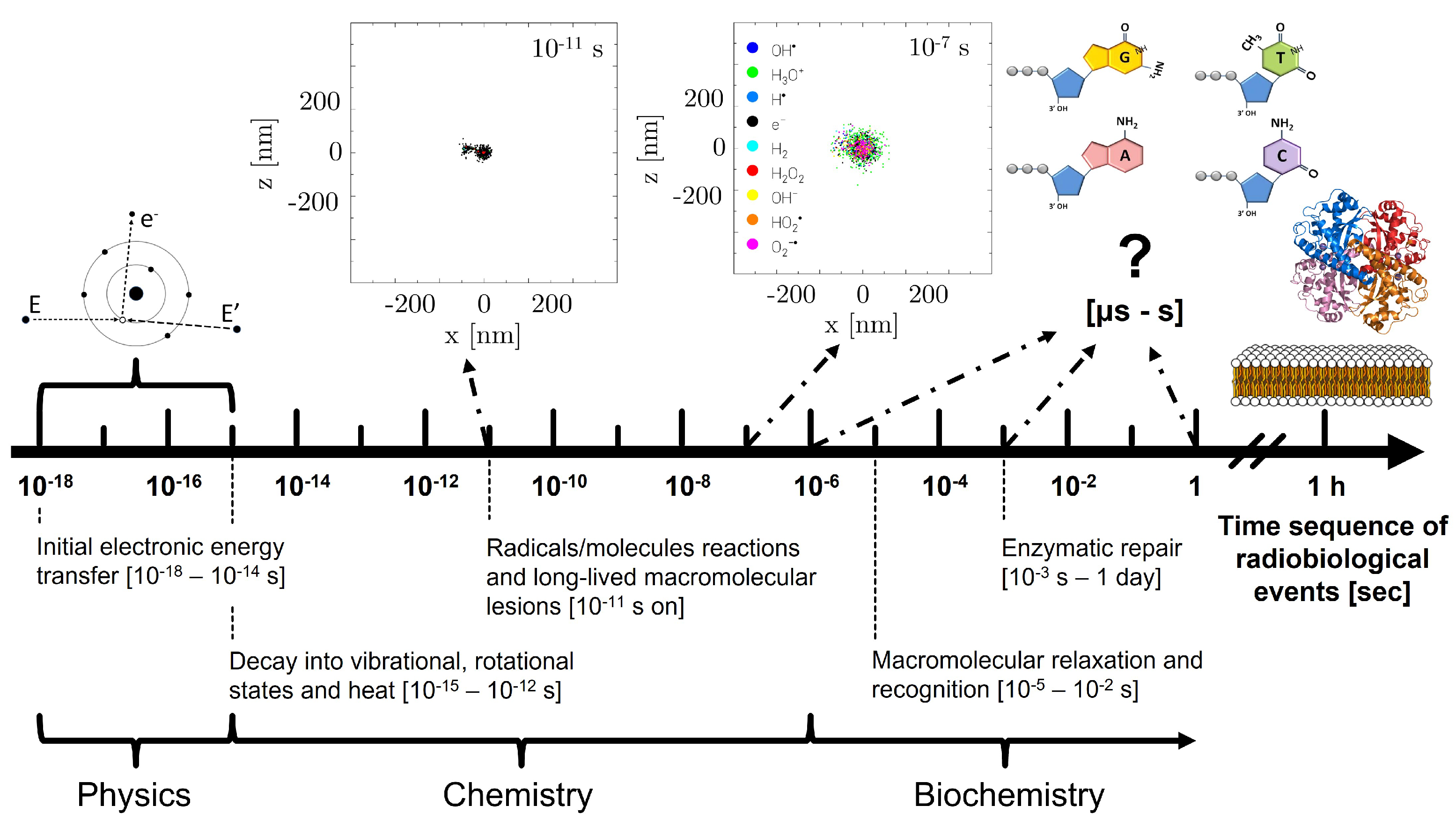 TRAX-CHEMxt: Towards the Homogeneous Chemical Stage of Radiation Damage ...