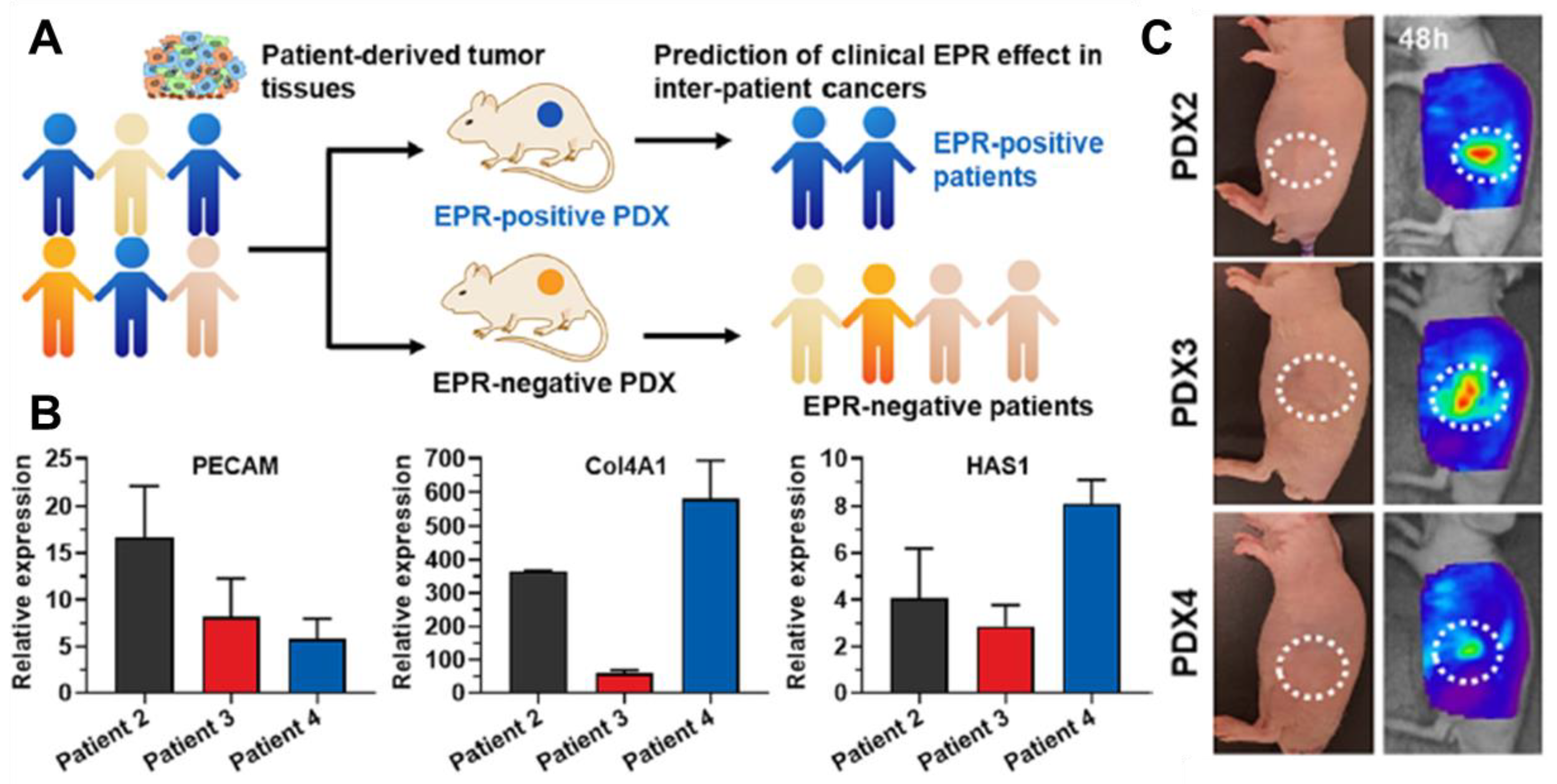 Perspectives for Improving the Tumor Targeting of Nanomedicine via the ...