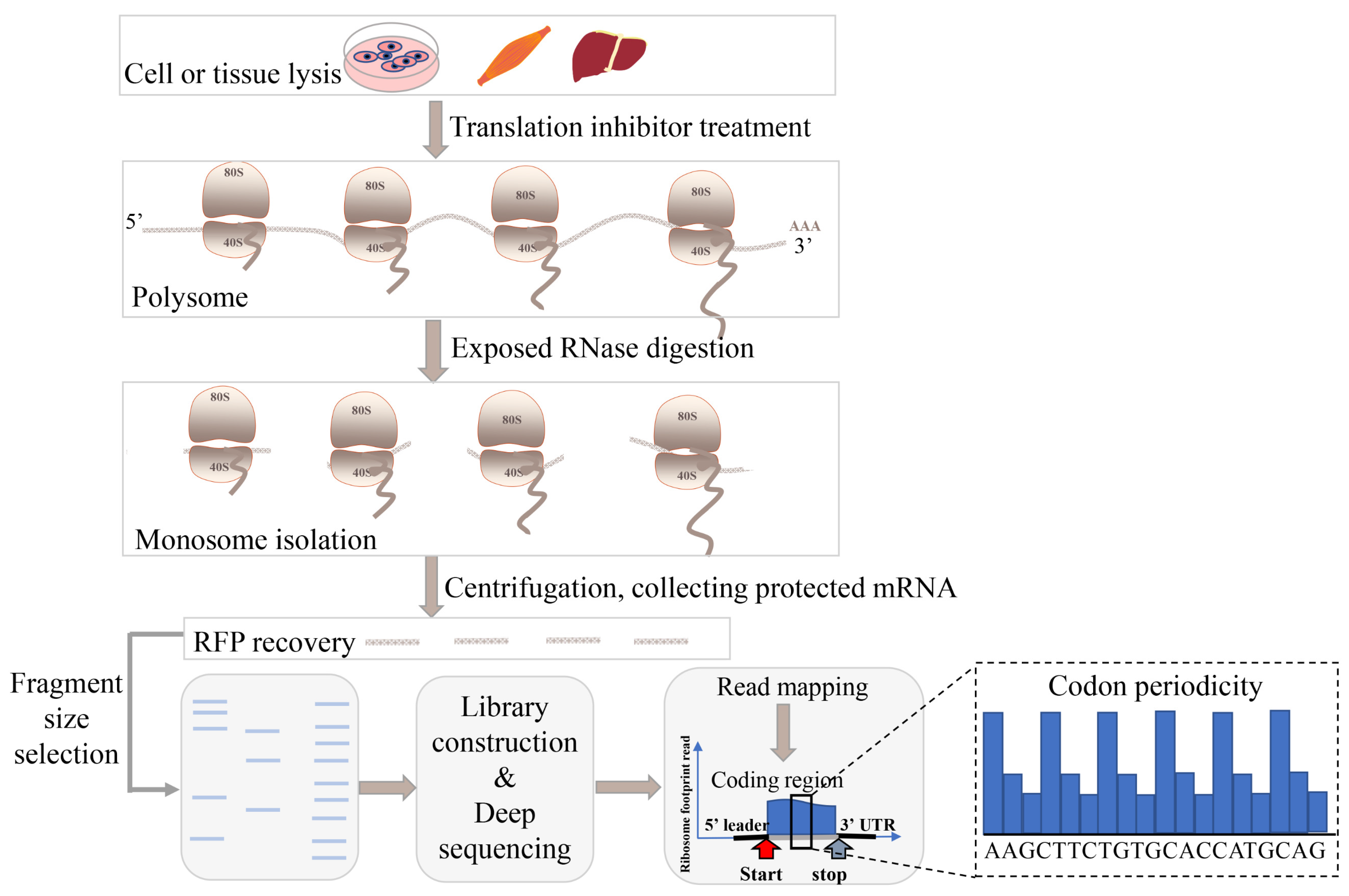 Small Open Reading Frame-Encoded Micro-Peptides: An Emerging Protein ...