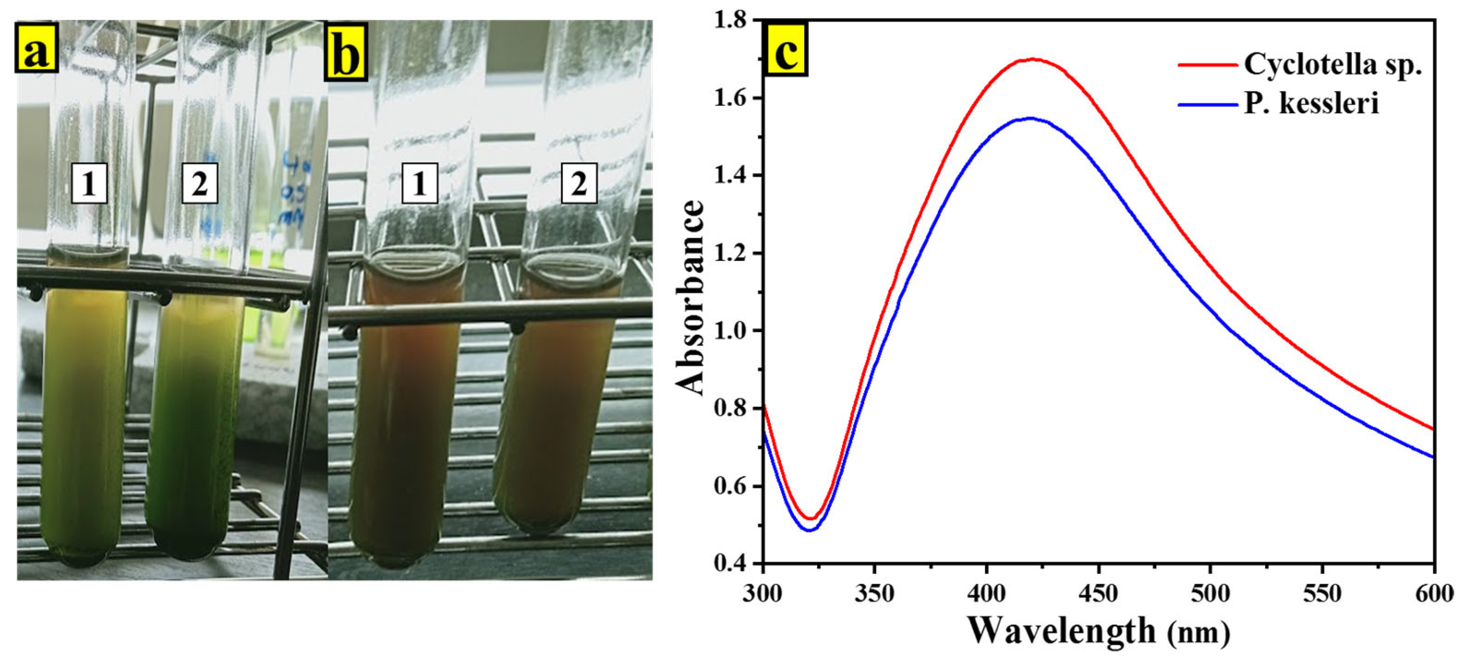 Biosynthesis and Characterization of Silver Nanoparticles Produced by ...