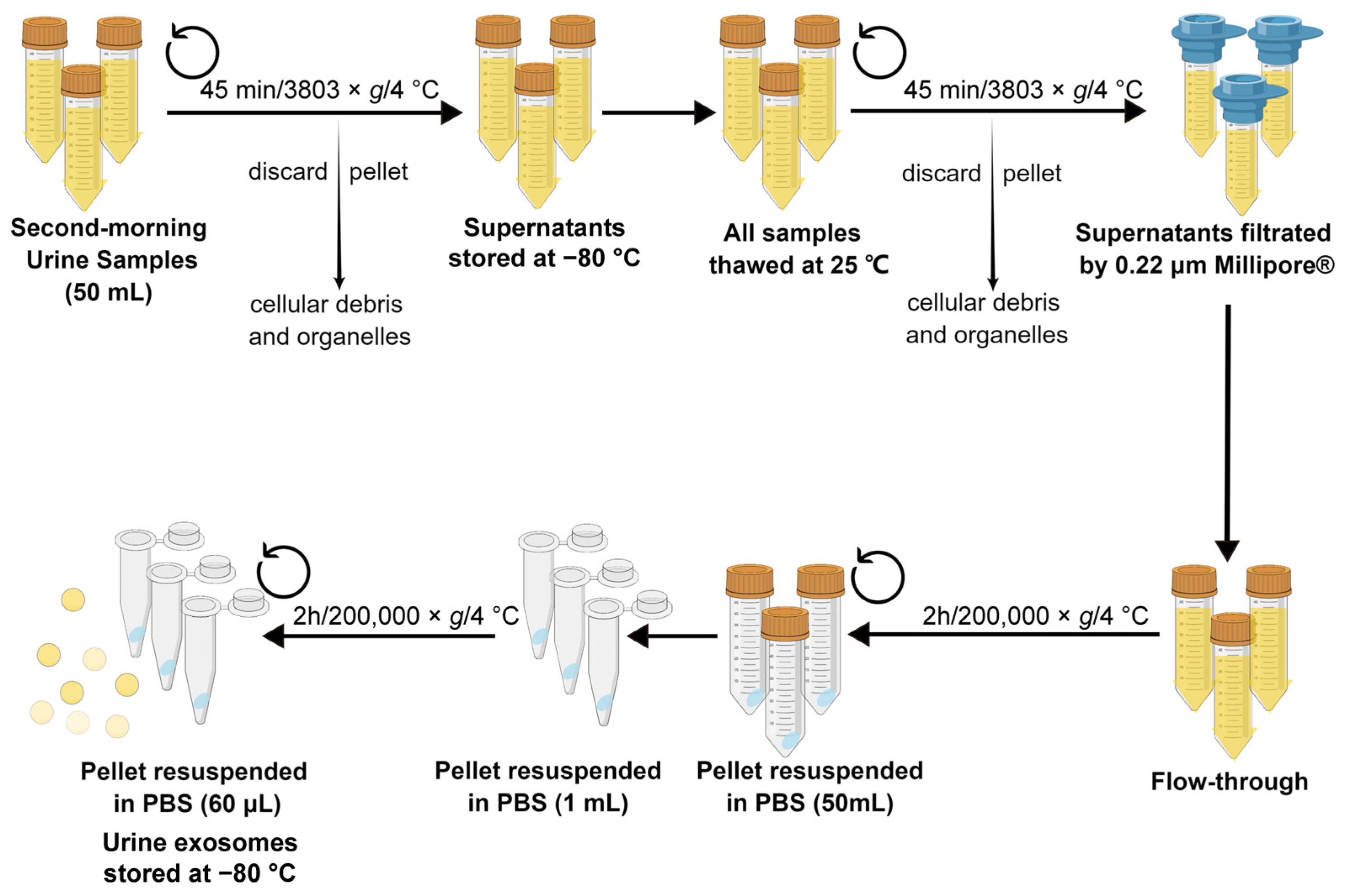 Identification of a Non-Invasive Urinary Exosomal Biomarker for ...