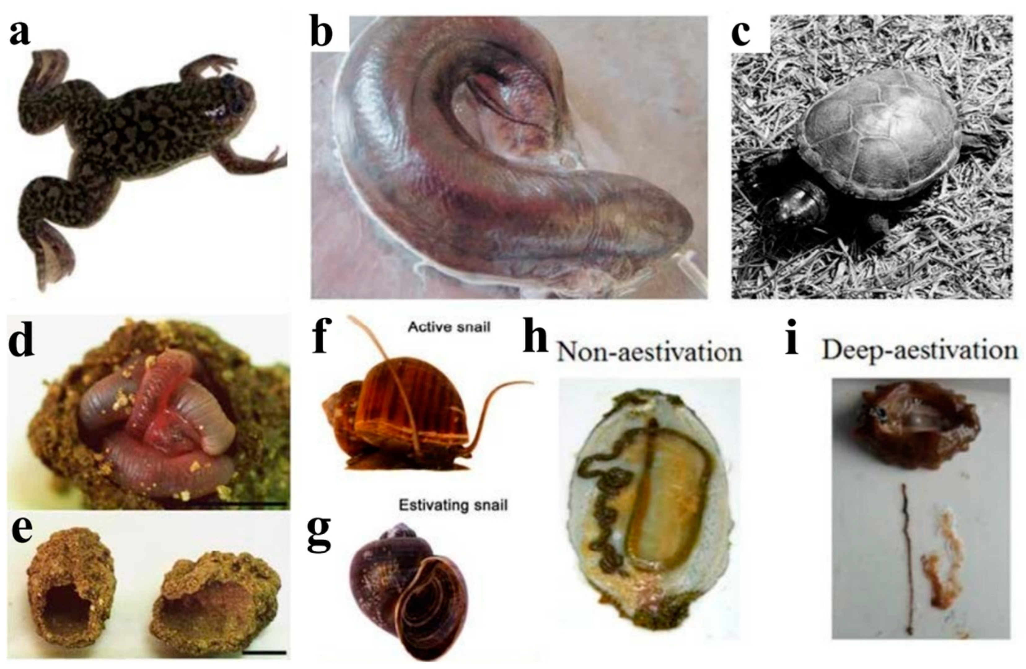 Aestivation in Nature: Physiological Strategies and Evolutionary ...