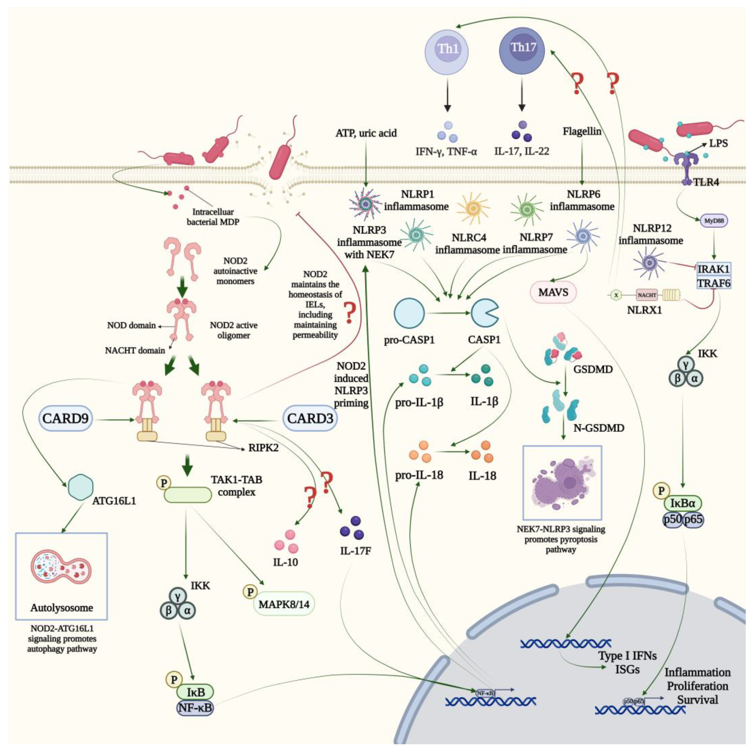 NOD-like Receptor Signaling Pathway in Gastrointestinal Inflammatory ...