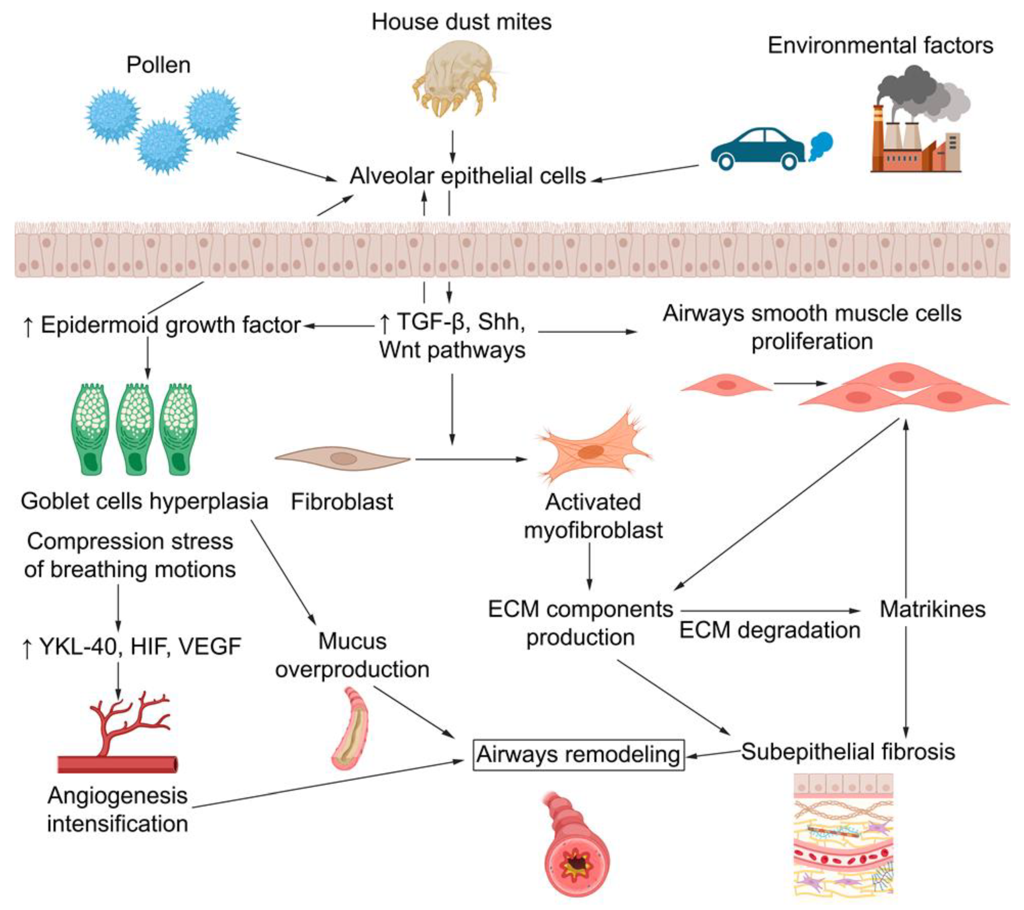 Bronchial Asthma, Airway Remodeling and Lung Fibrosis as Successive ...