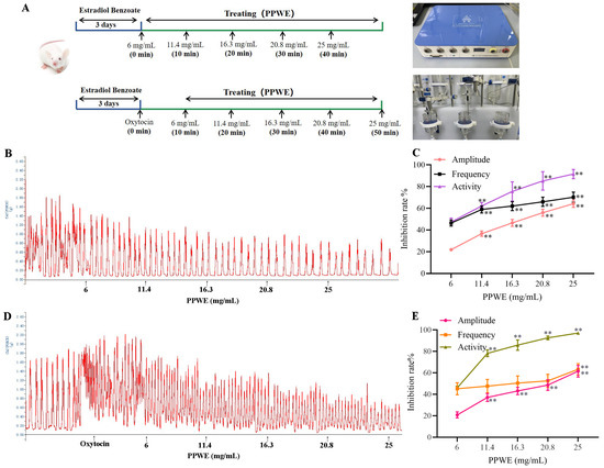 Peony Pollen Protects against Primary Dysmenorrhea in Mice by ...